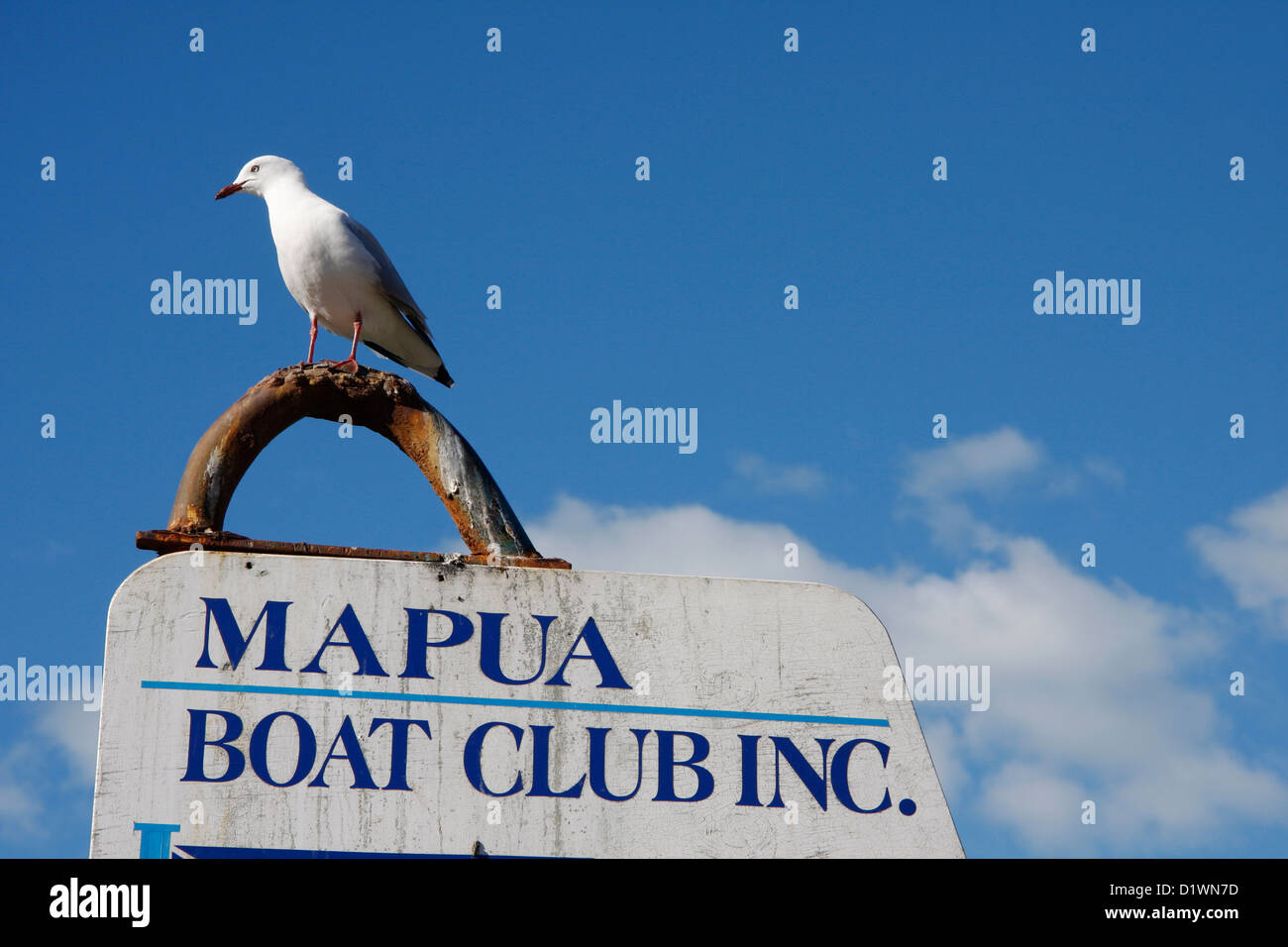 A seagull rests on the sign for the Mapua Boat Club Stock Photo - Alamy