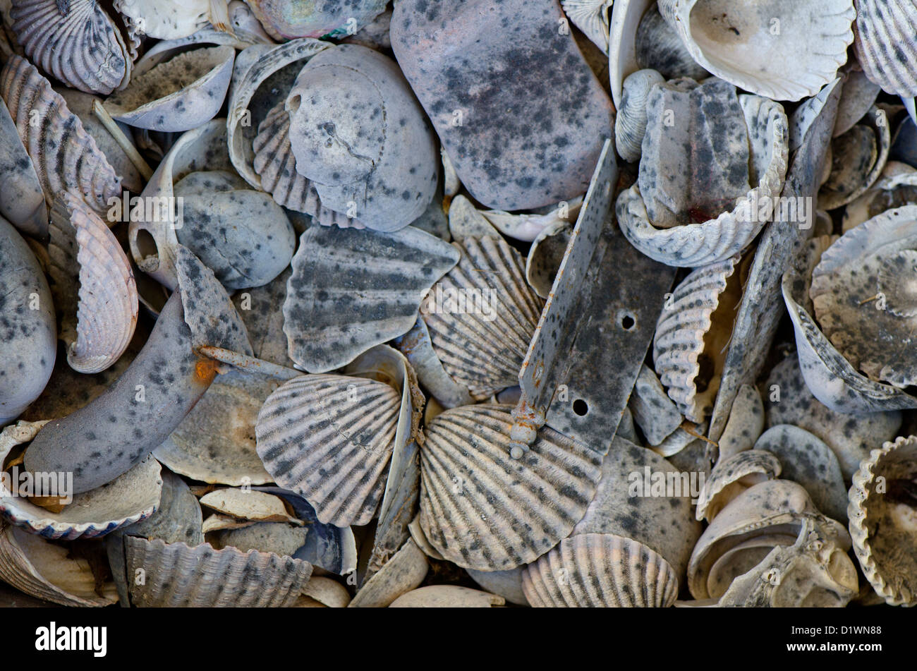 Shells at the beach Stock Photo - Alamy