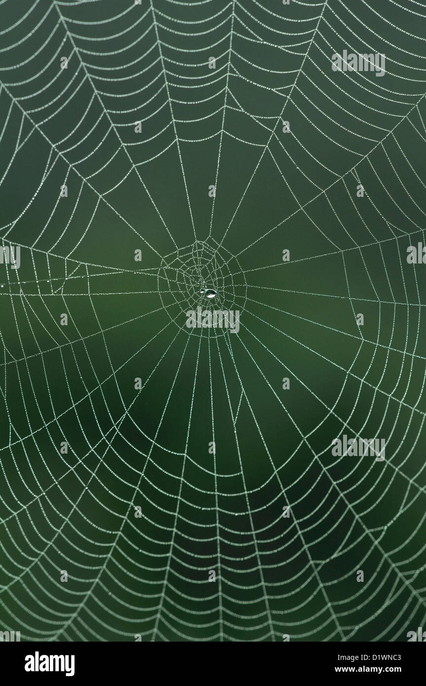 Orb web spider hi-res stock photography and images - Alamy