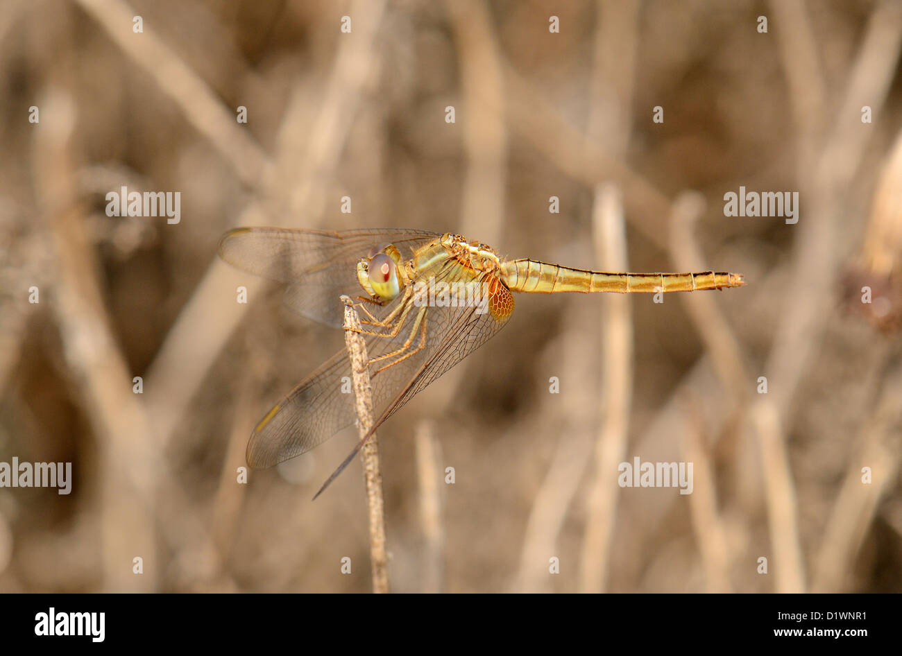 beautiful female Eastern Scarlet Darter (Crocothemis servilia) in Thai ...