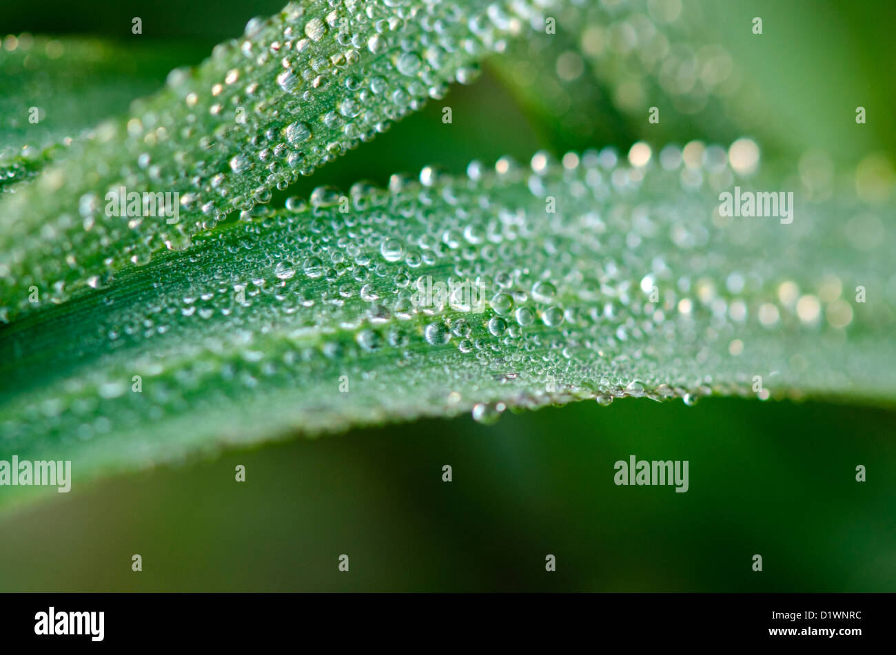 Morning dew on grass Stock Photo - Alamy