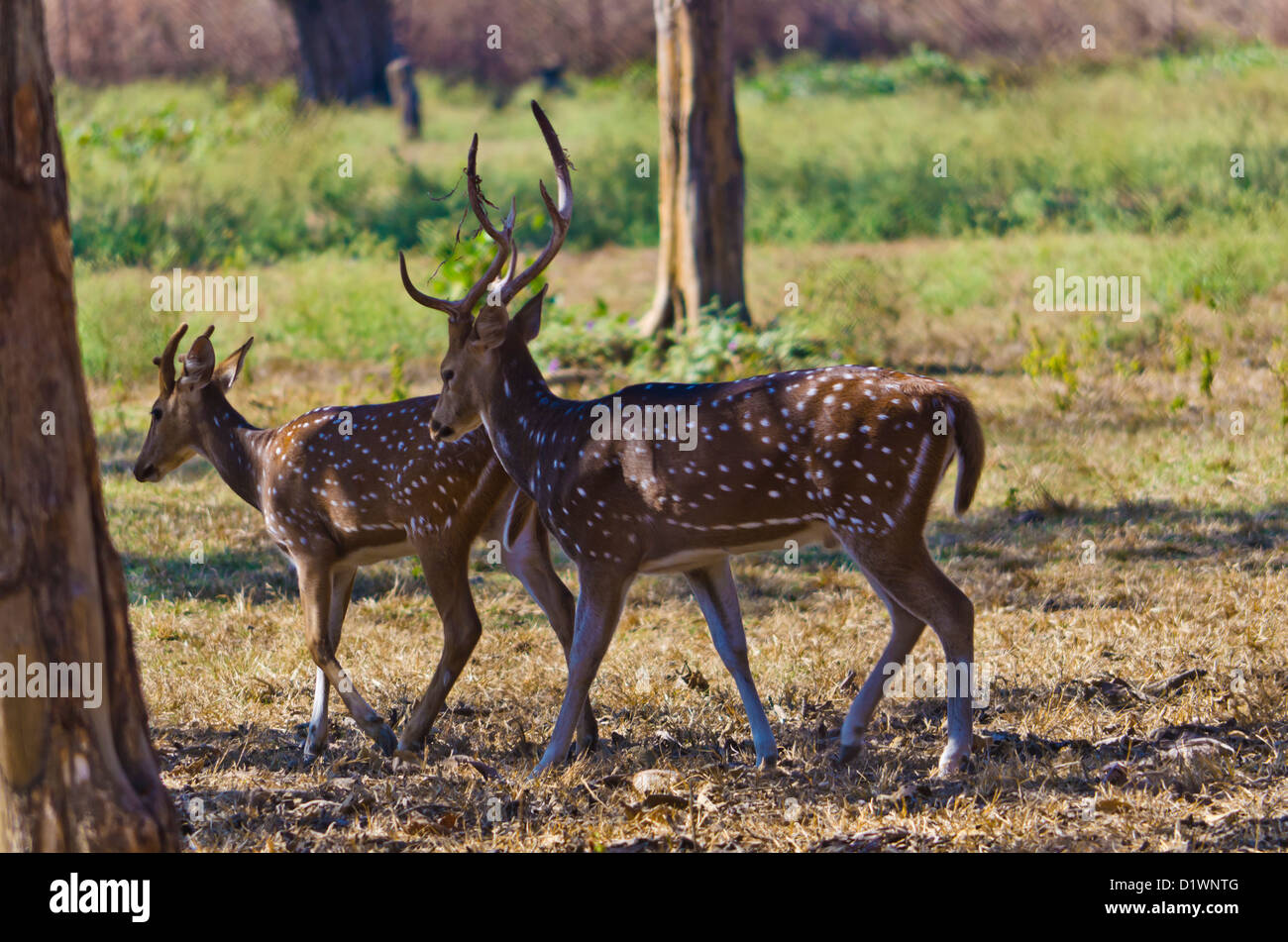 Indian Chital High Resolution Stock Photography and Images - Alamy