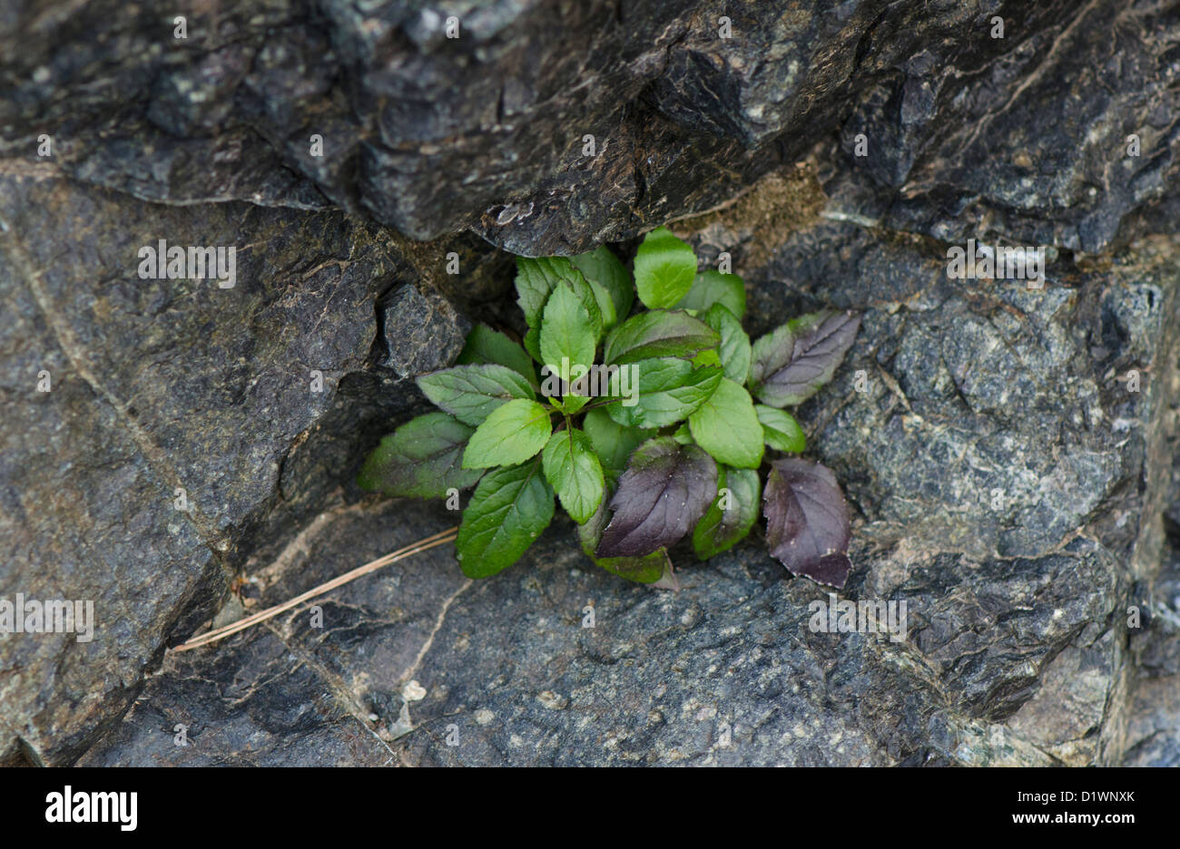 Plant growing out of a rock Stock Photo - Alamy