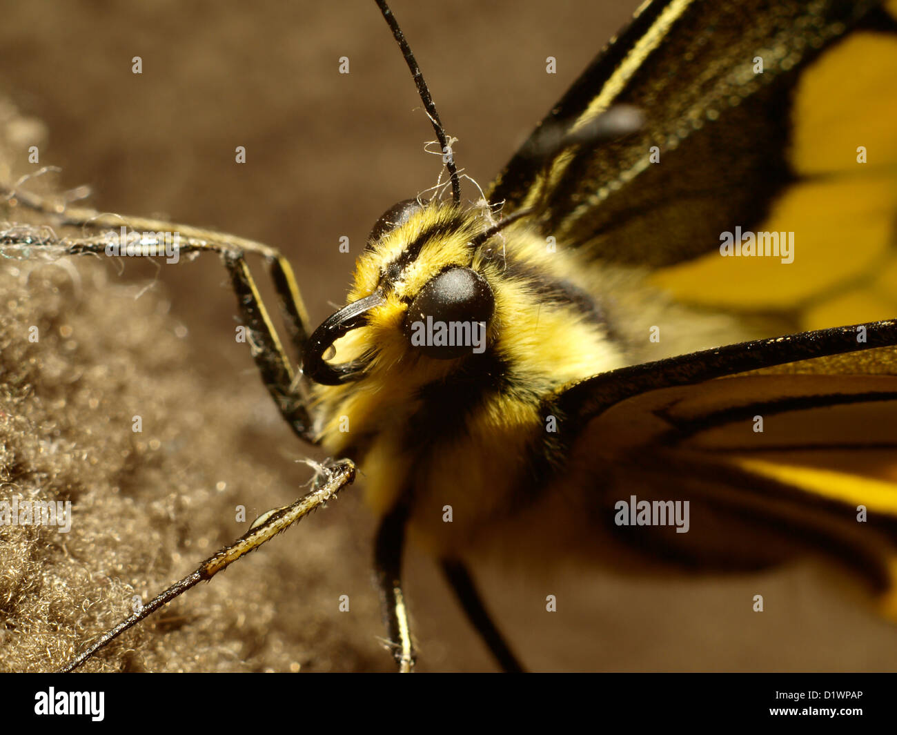 Butterfly moth swallowtail insect hi-res stock photography and images ...