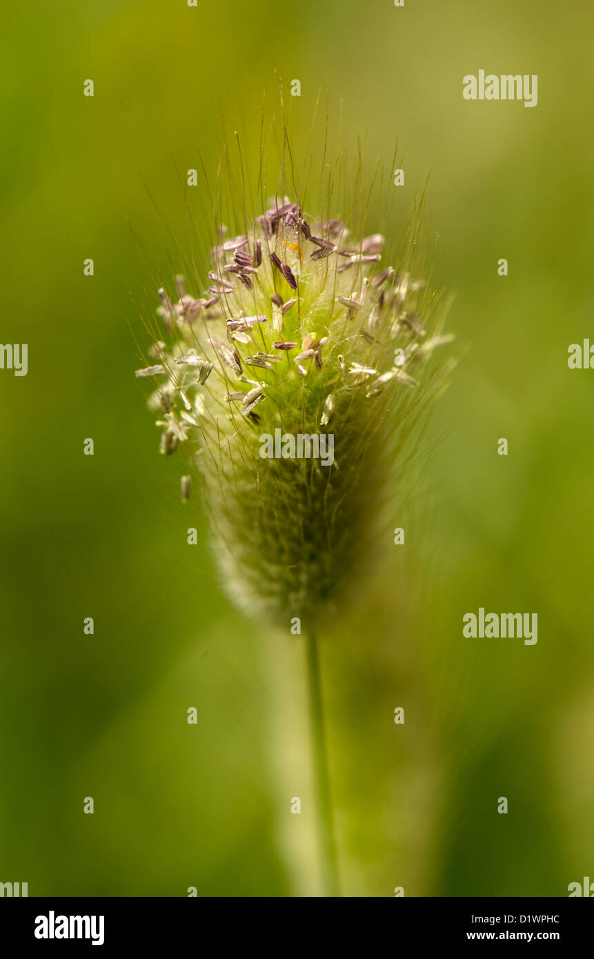 Fresh plant in spring Stock Photo - Alamy