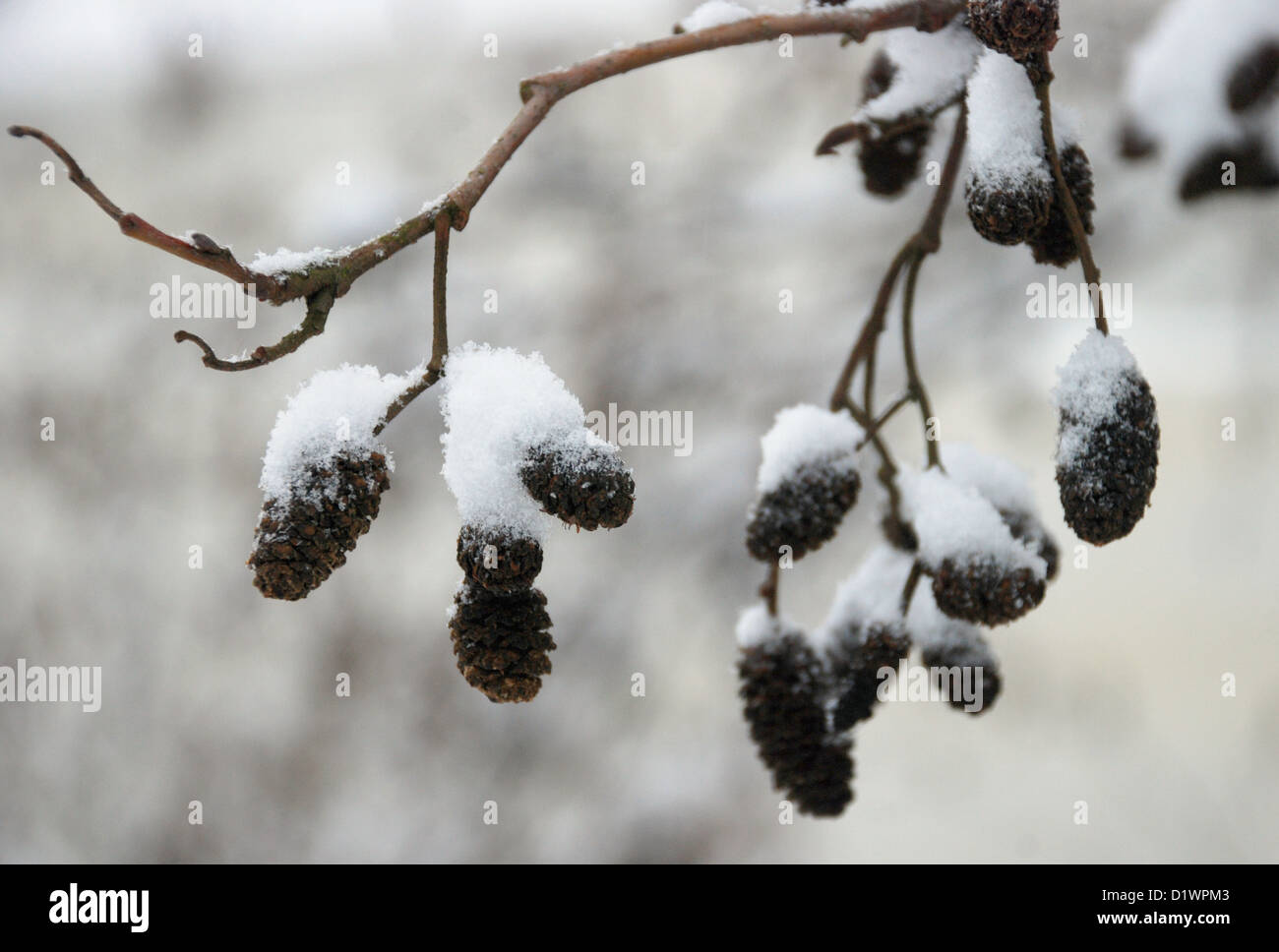 Alder trees in winter hi-res stock photography and images - Alamy