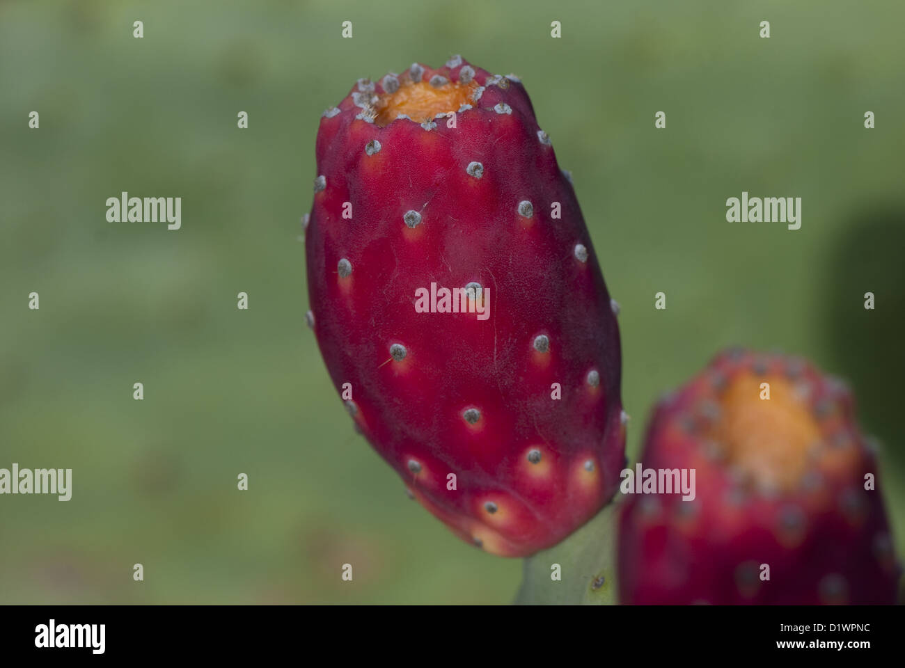 Barbarian fig hi-res stock photography and images - Alamy