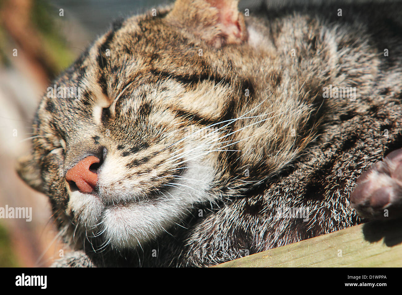 Cat Nap - Portrait of a Sleeping Fishing Cat Stock Photo - Alamy