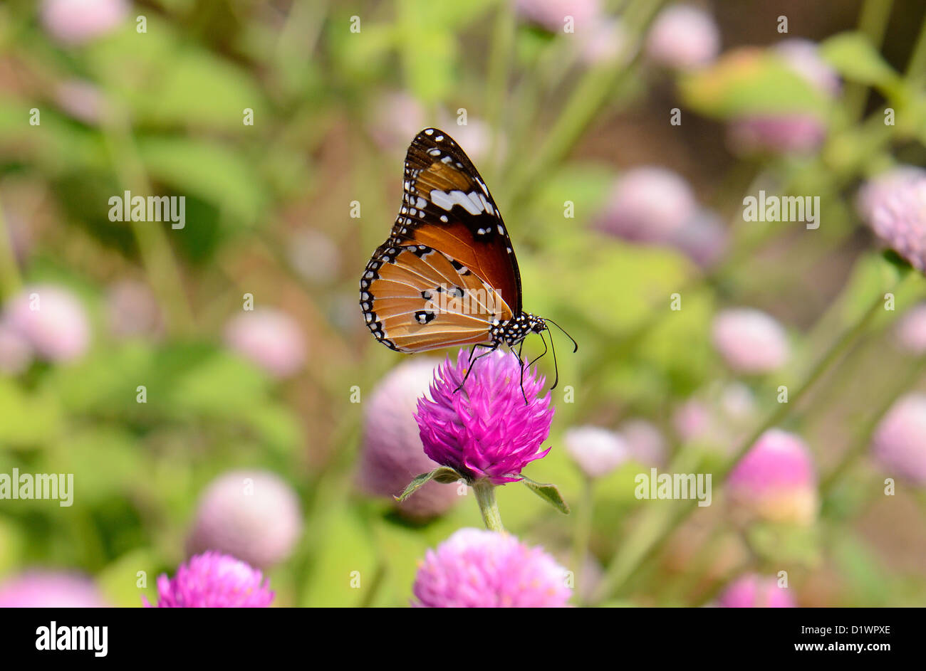 beautiful Plain Tiger butterfly (Danaus chrysippus) at flower garden ...