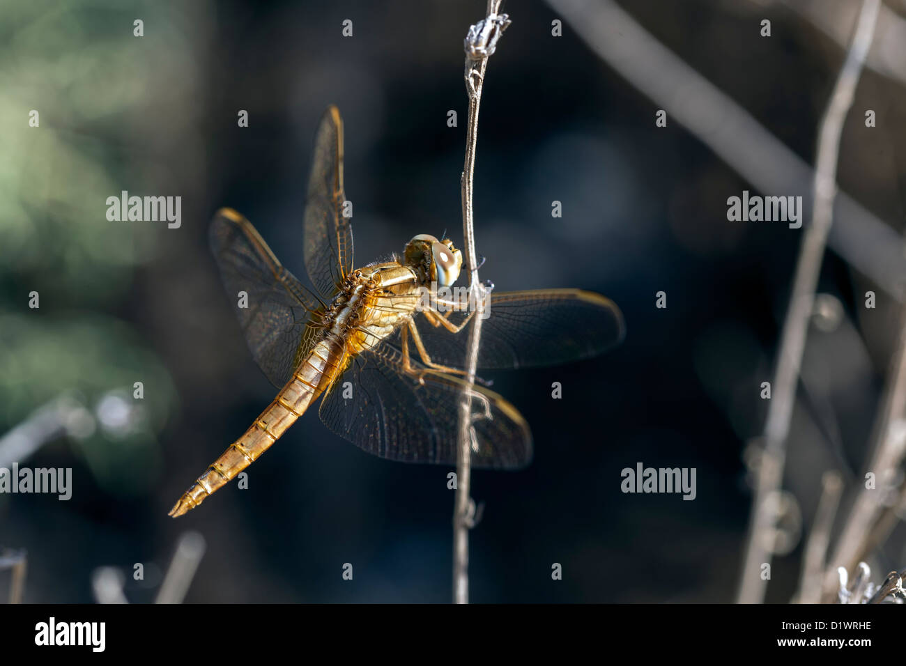 Dragonfly at rest Stock Photo - Alamy
