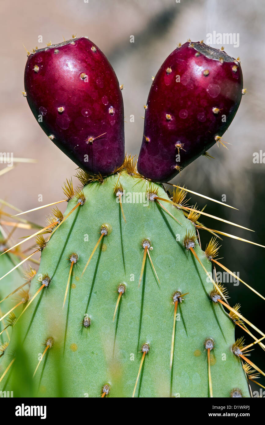 Cacti thorns hi-res stock photography and images - Alamy