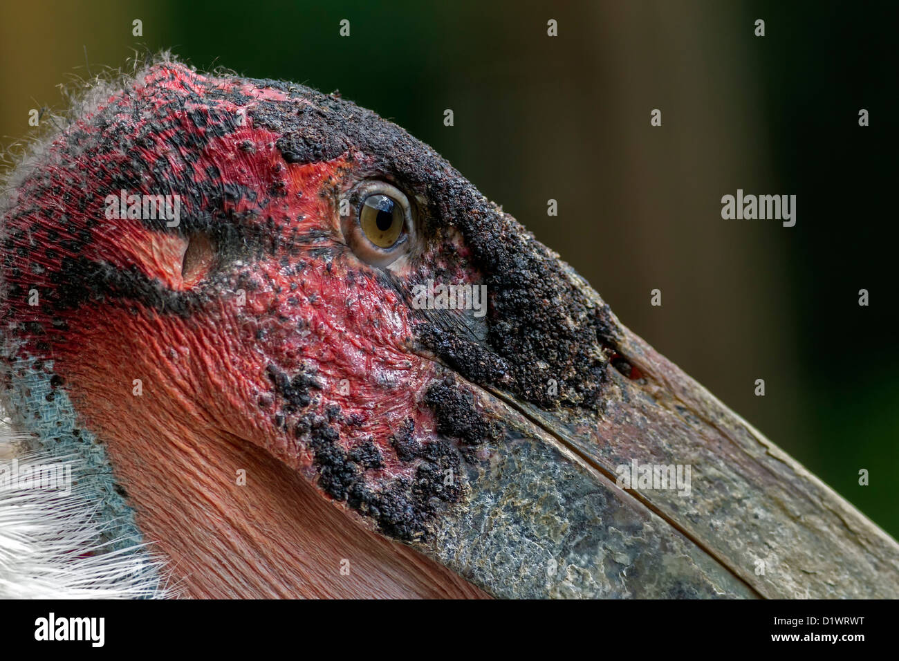 Stalk bird hi-res stock photography and images - Alamy