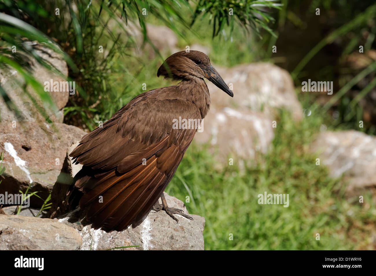Brown african bird hi-res stock photography and images - Alamy