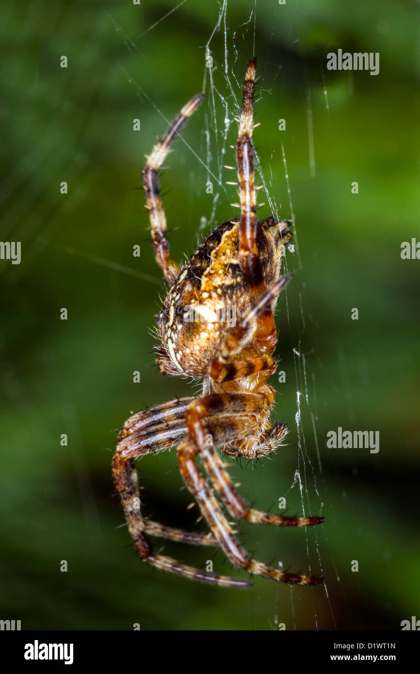 Garden spider hanging in web Stock Photo - Alamy