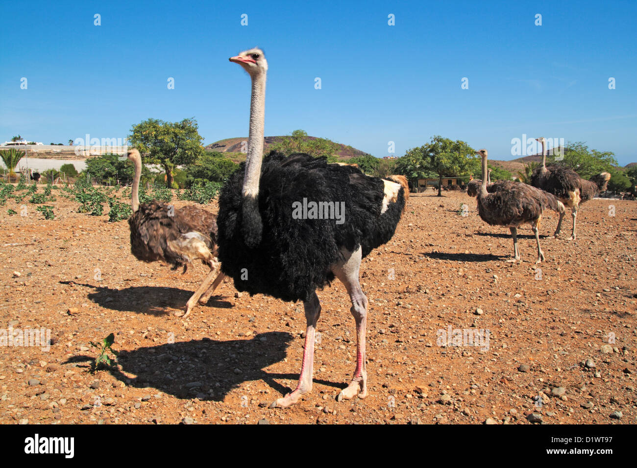 ostrich in wilderness Stock Photo - Alamy