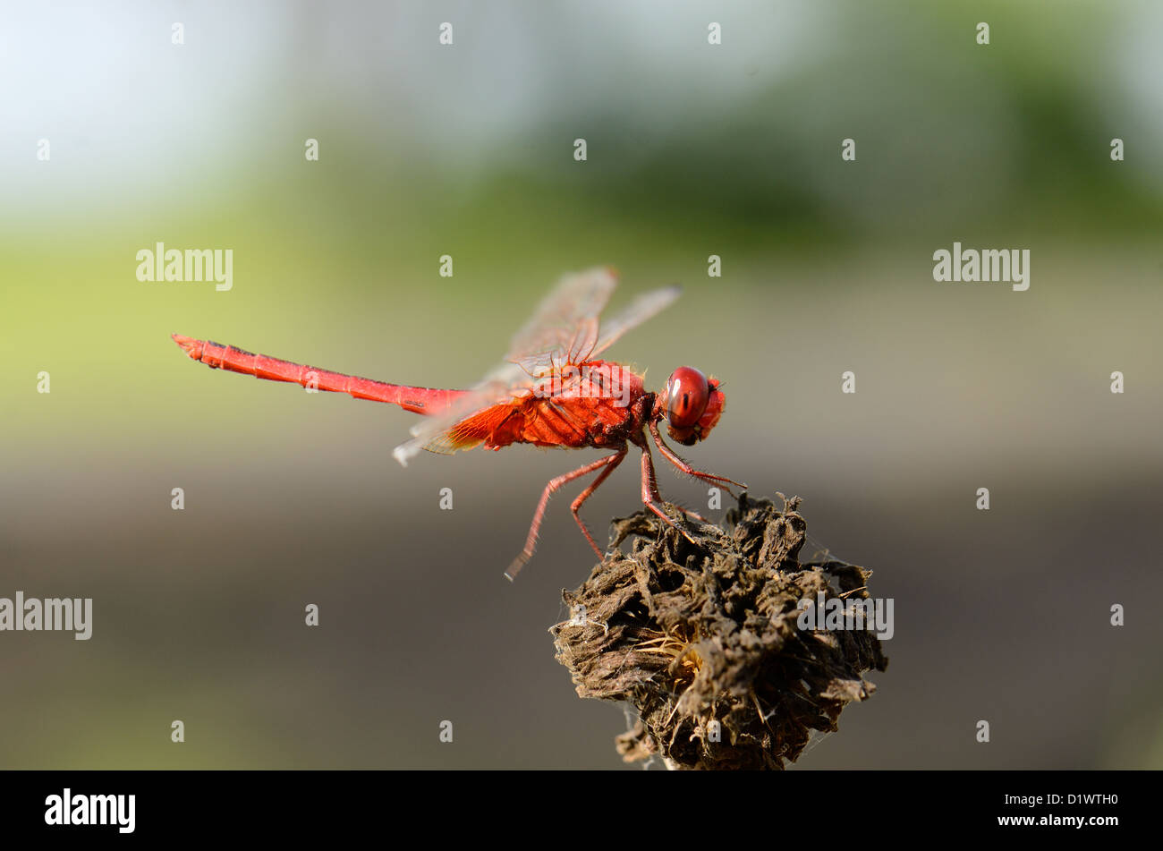 Crocothemis hi-res stock photography and images - Alamy