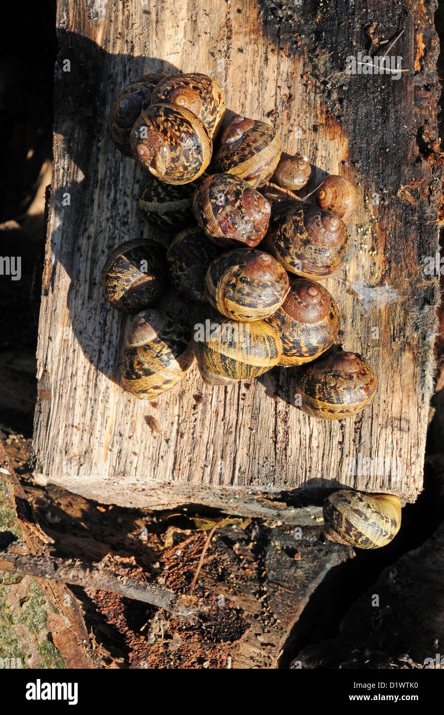 Snails gathering hi-res stock photography and images - Alamy