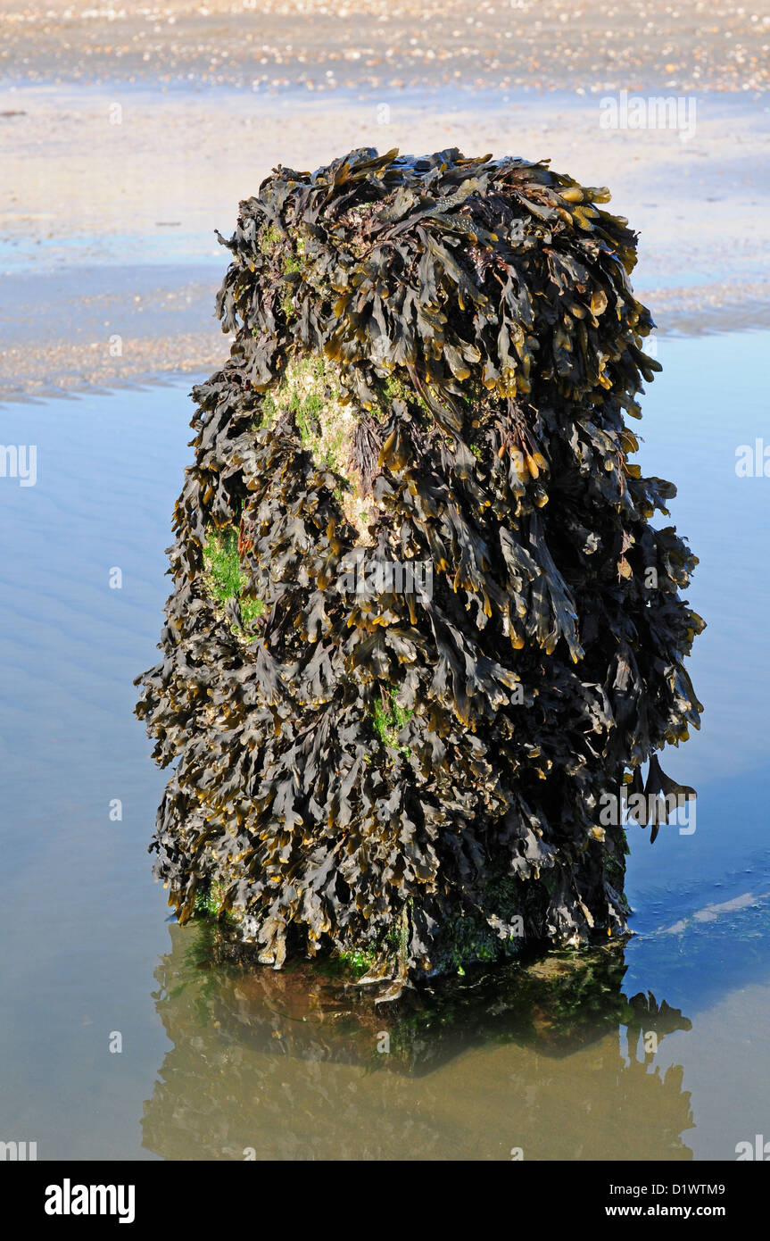 Bladderwrack seaweed on english beach hi-res stock photography and ...