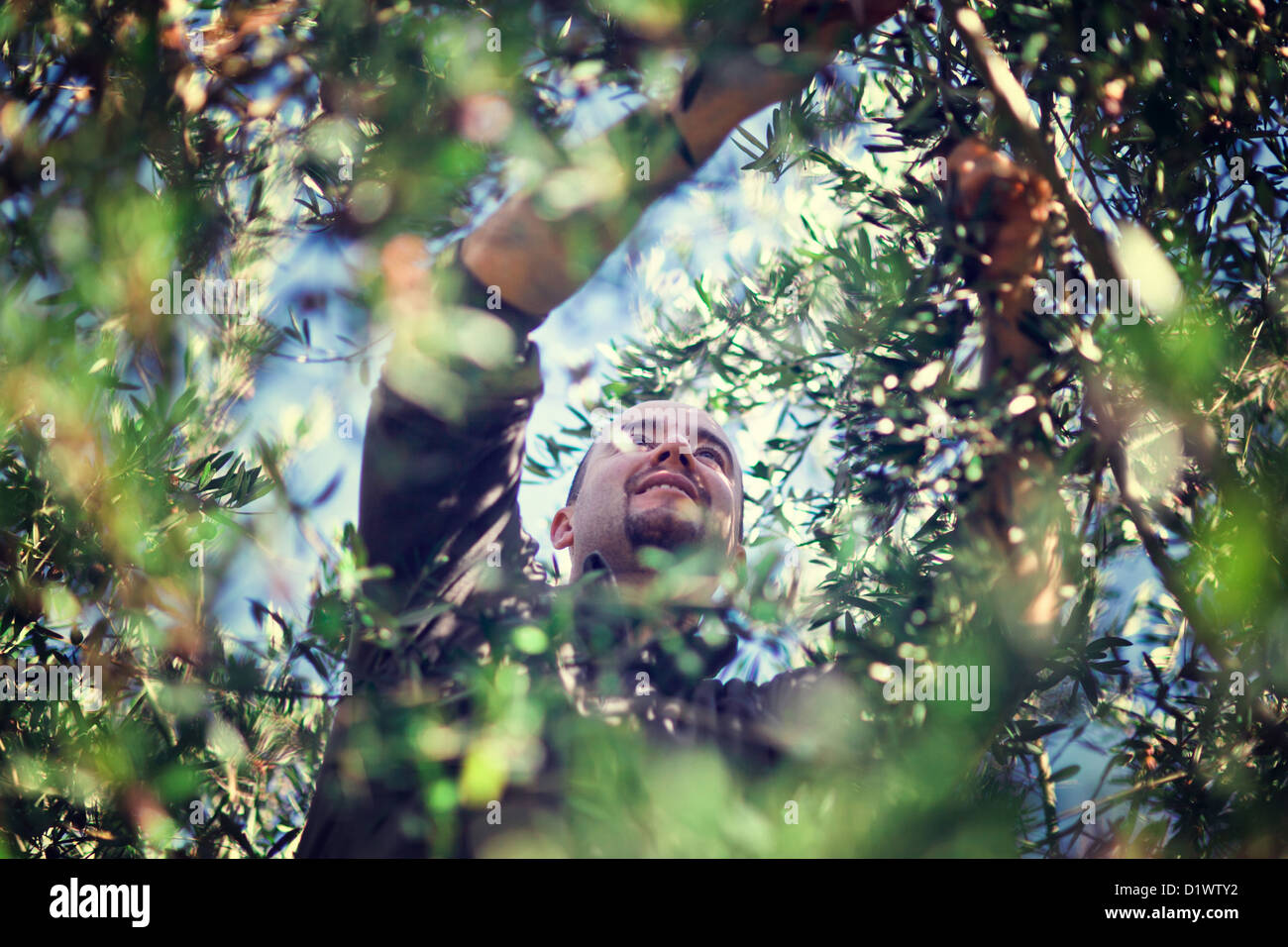 worker harvest from olive tree in italy Stock Photo - Alamy
