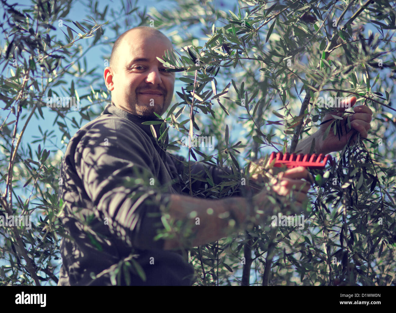 Agriculture in italy olive oil hi-res stock photography and images - Alamy