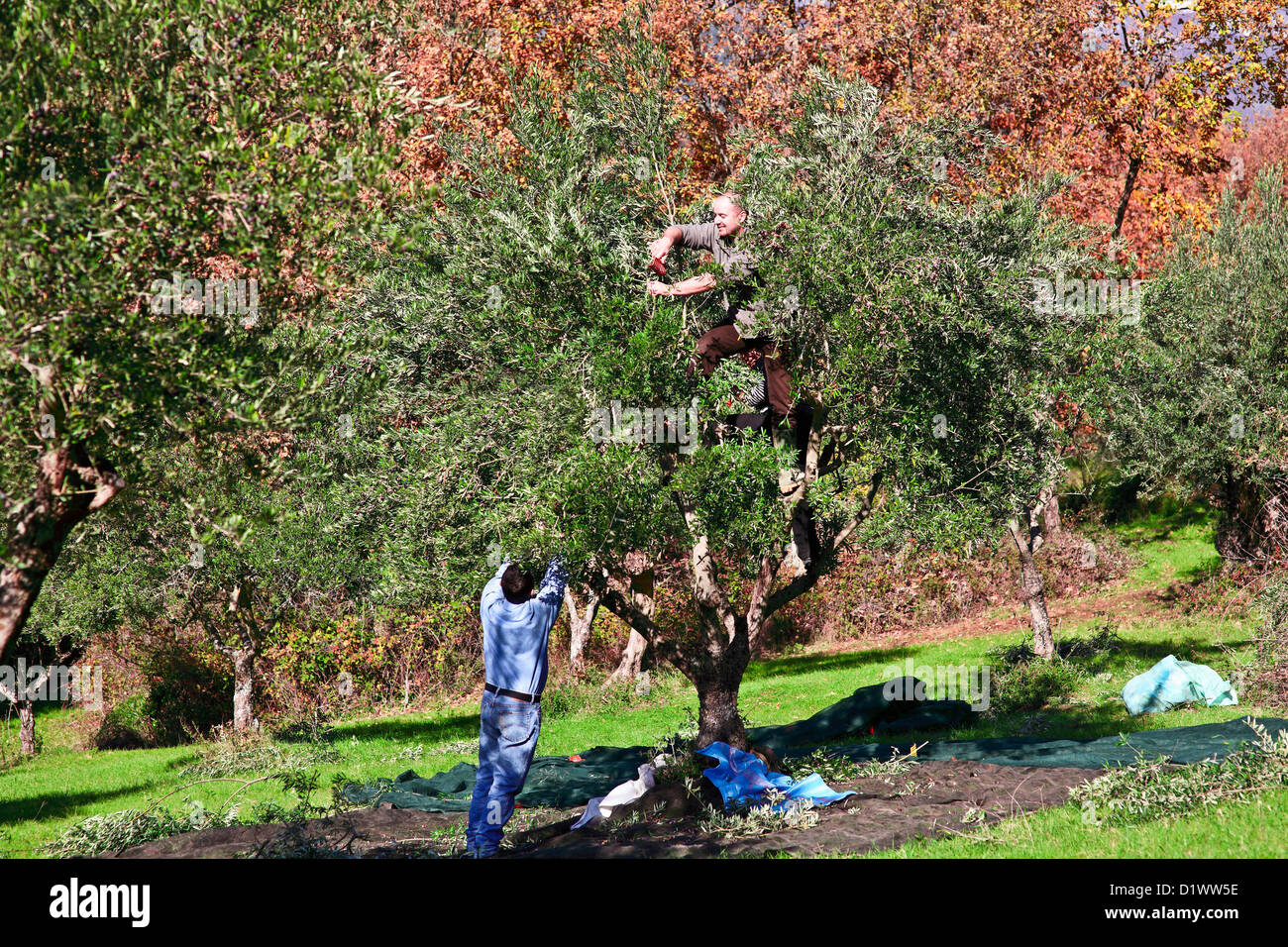 Olive harvest in italy hi-res stock photography and images - Alamy