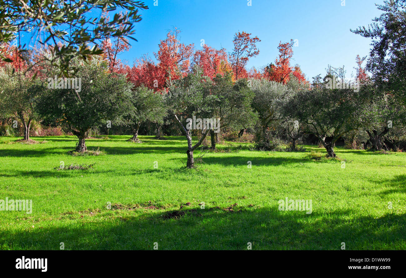 landscape of calabria, olive trees Stock Photo - Alamy
