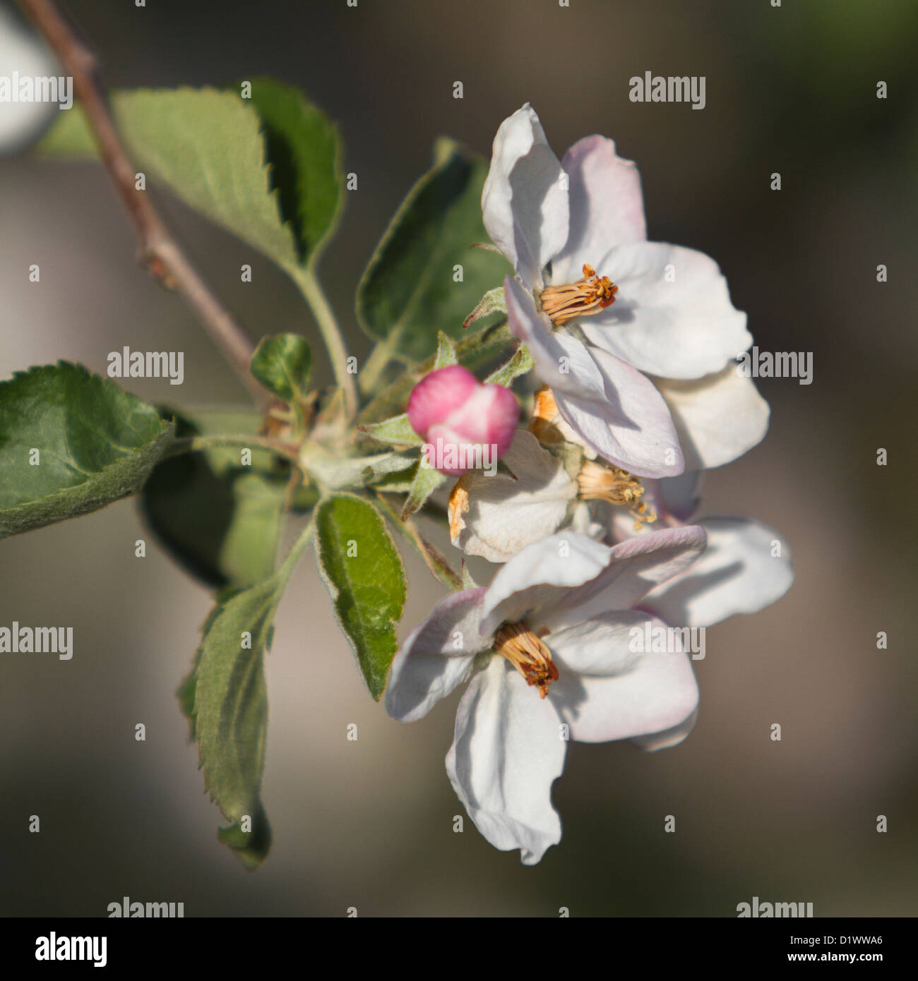 May tree flowers hi-res stock photography and images - Alamy