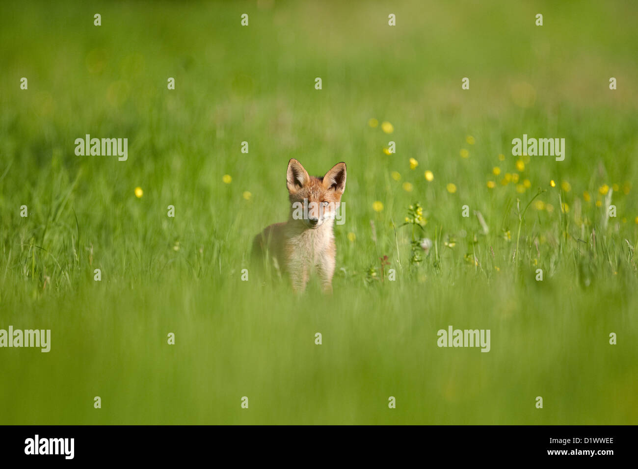 Fox in green field hi-res stock photography and images - Alamy