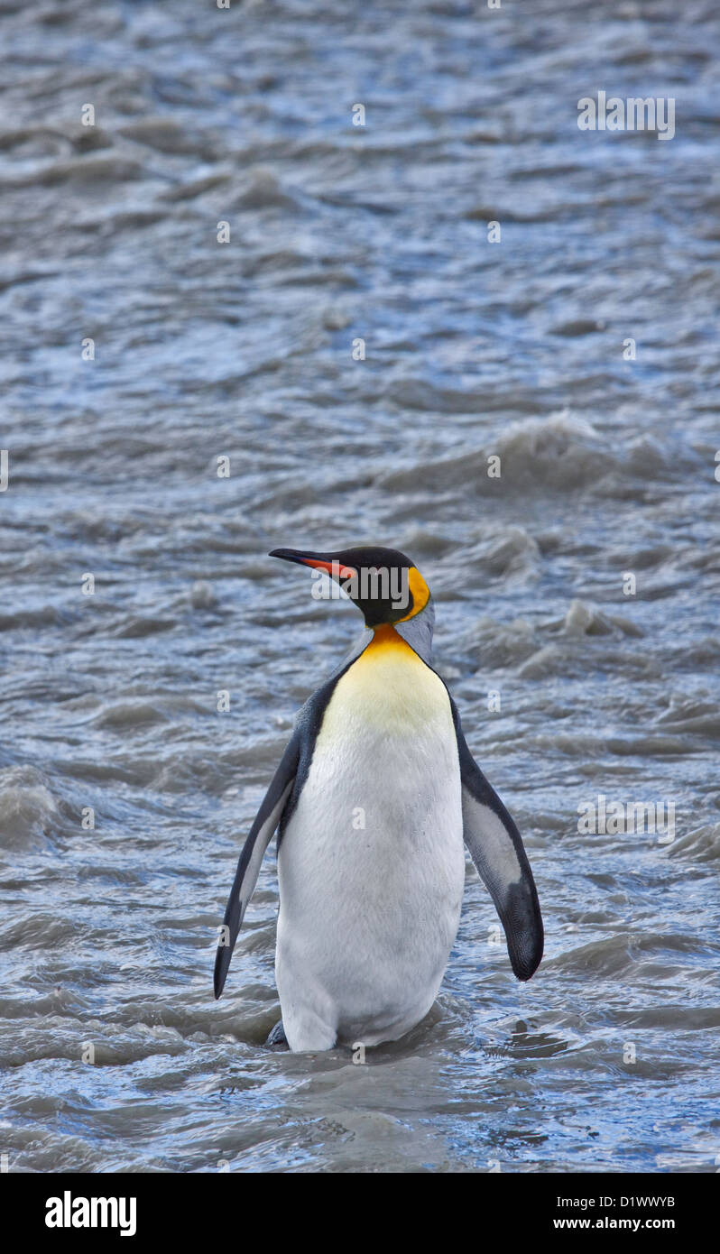 King penguin swimming ocean hi-res stock photography and images - Alamy