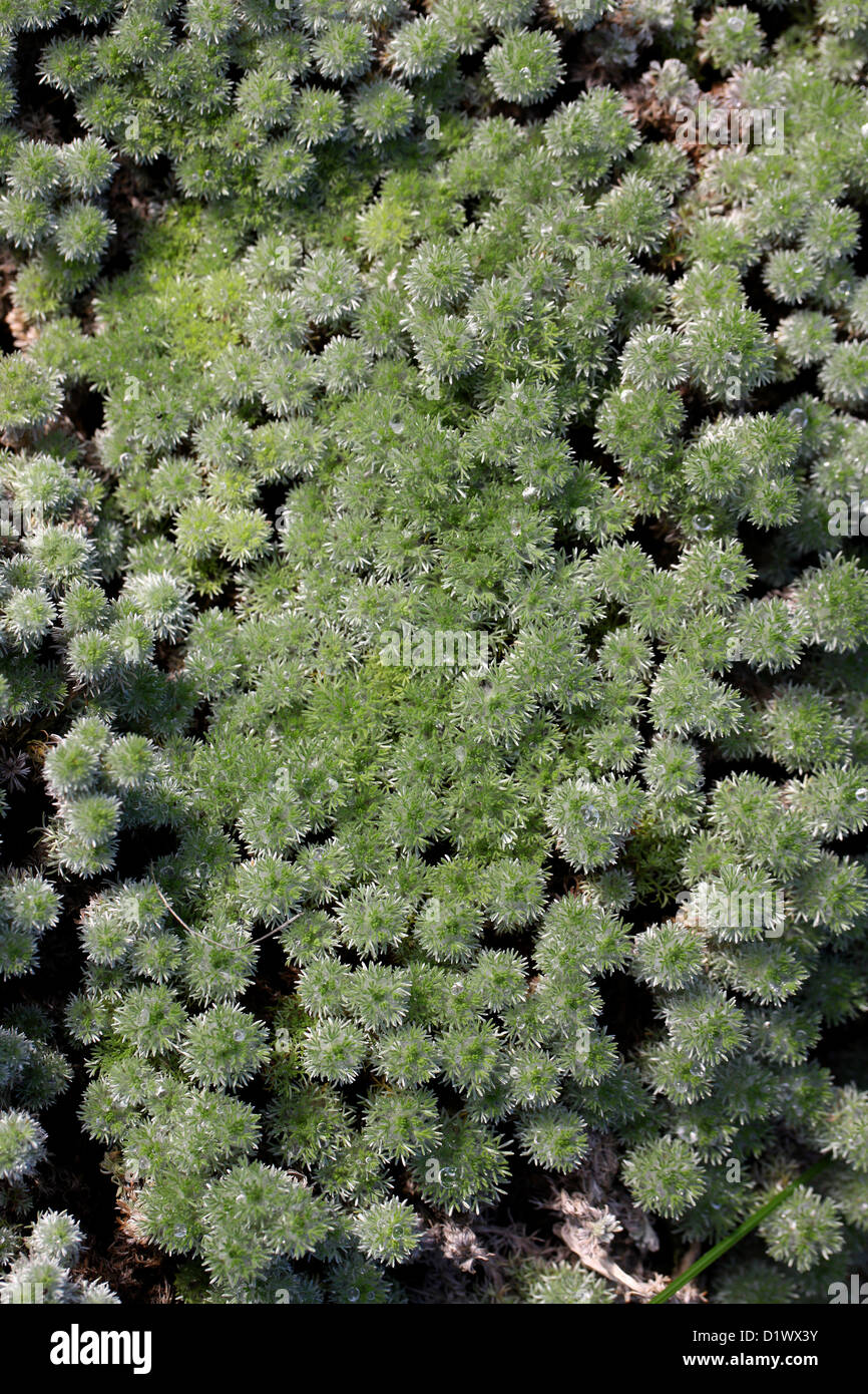 Buttonweed, Cotula fallax, Asteraceae Stock Photo - Alamy