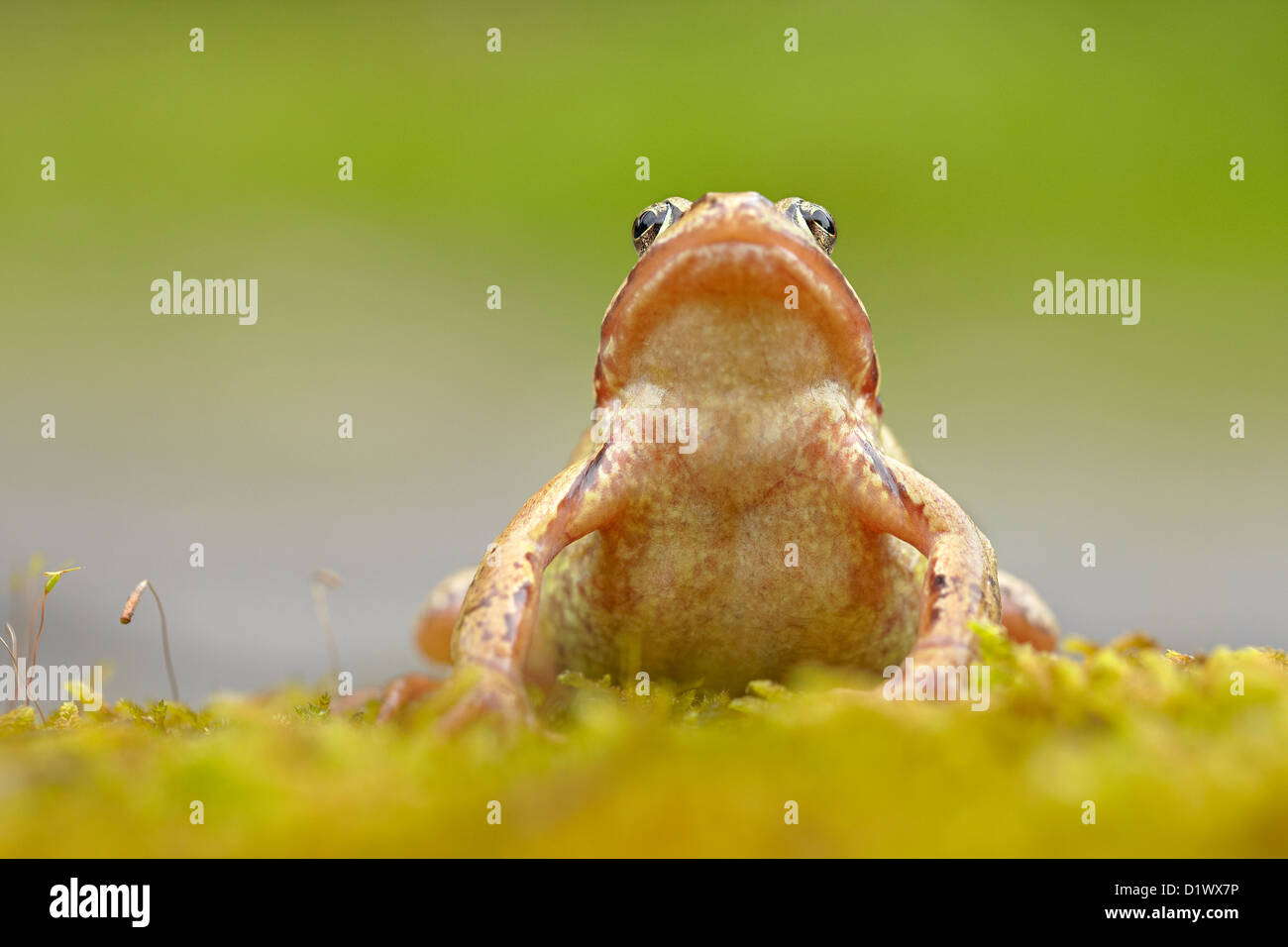 Slimy frog hi-res stock photography and images - Alamy