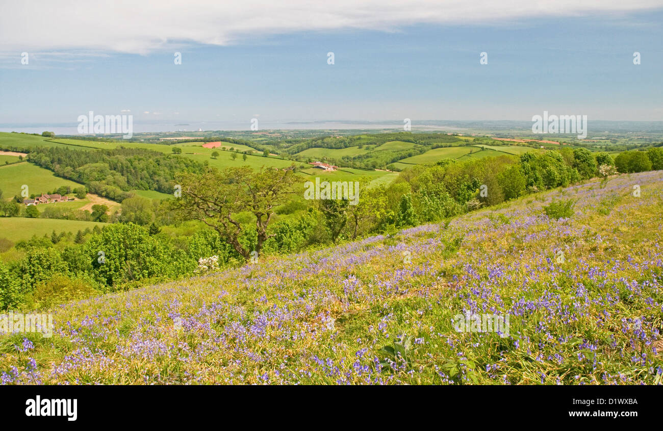 Bluebell meadows adorn the north facing slopes of Cothelstone Hill in ...