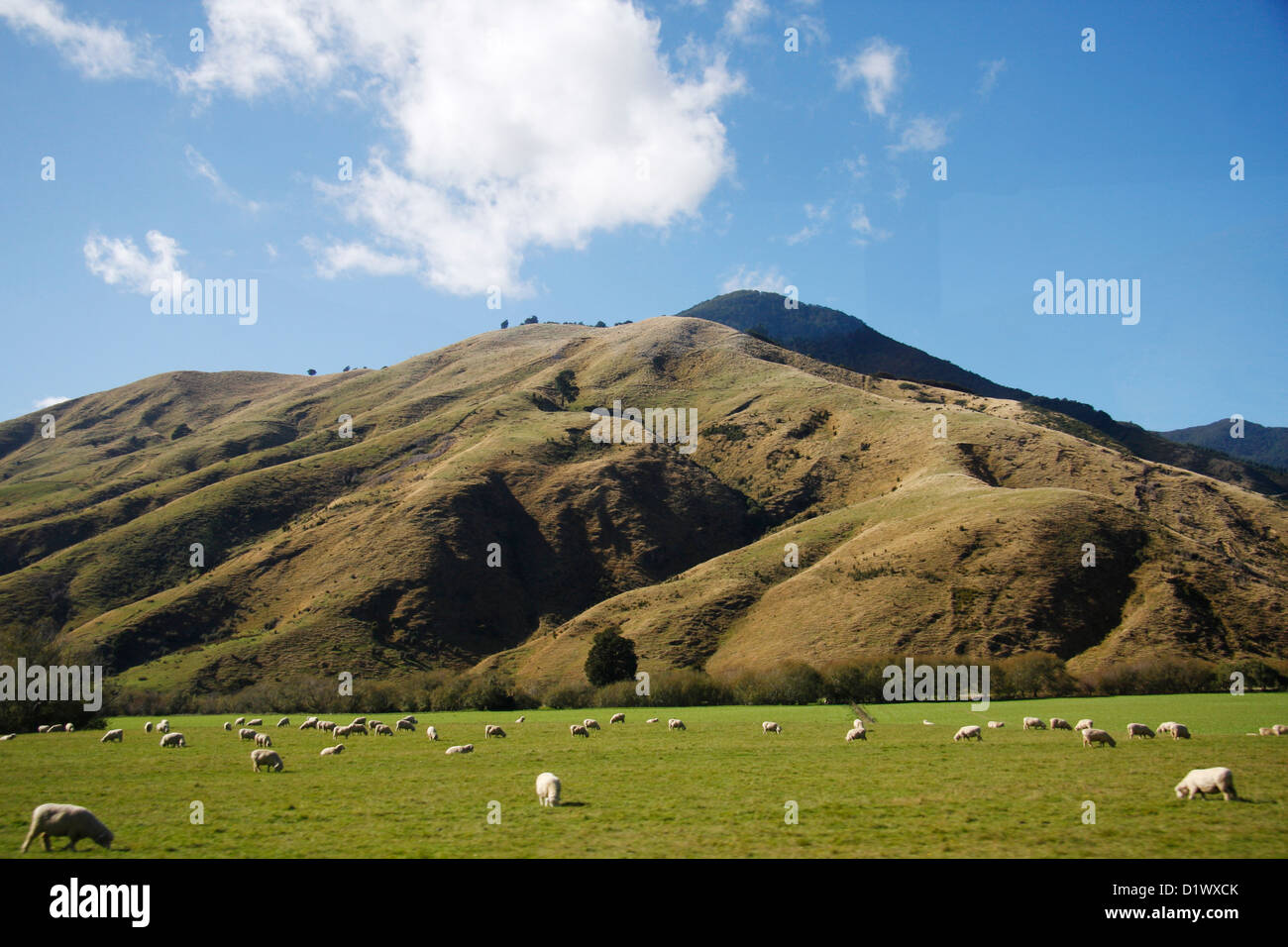 Sheep grazing farm land around Nelson Stock Photo - Alamy