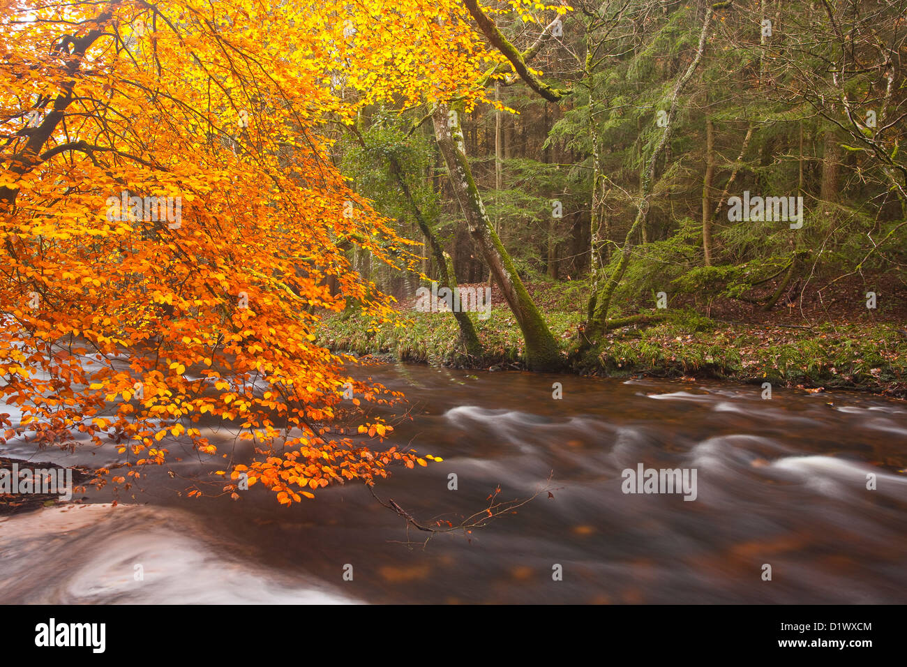 The river Teign near to Fingle Bridge surrounded by the beautiful ...