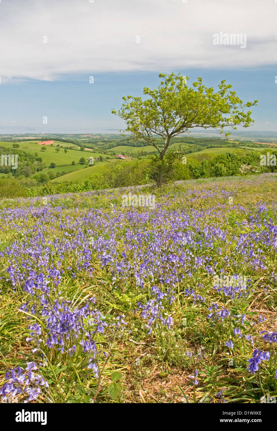 Quantock hills walk hi-res stock photography and images - Alamy