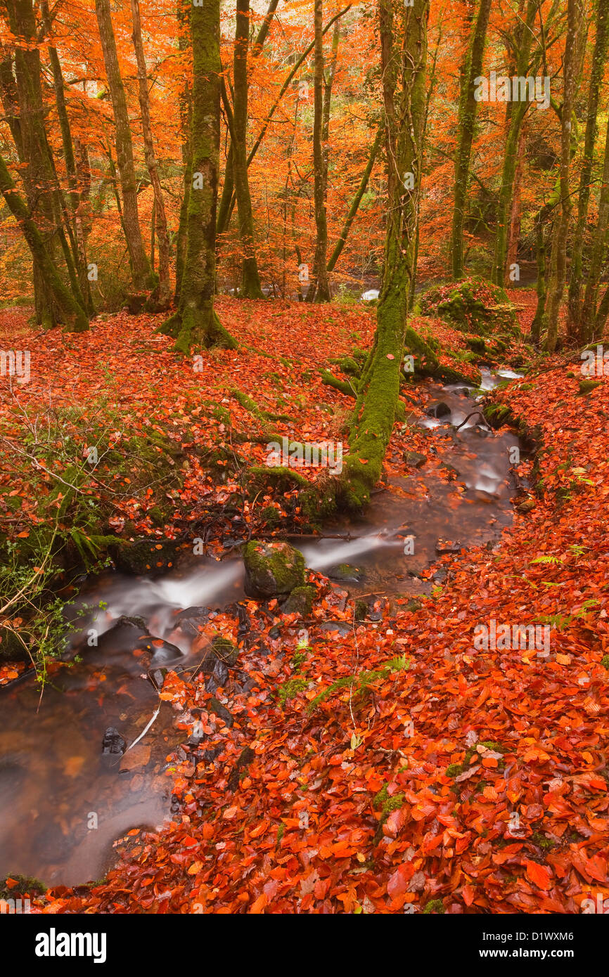Fingle hi-res stock photography and images - Alamy