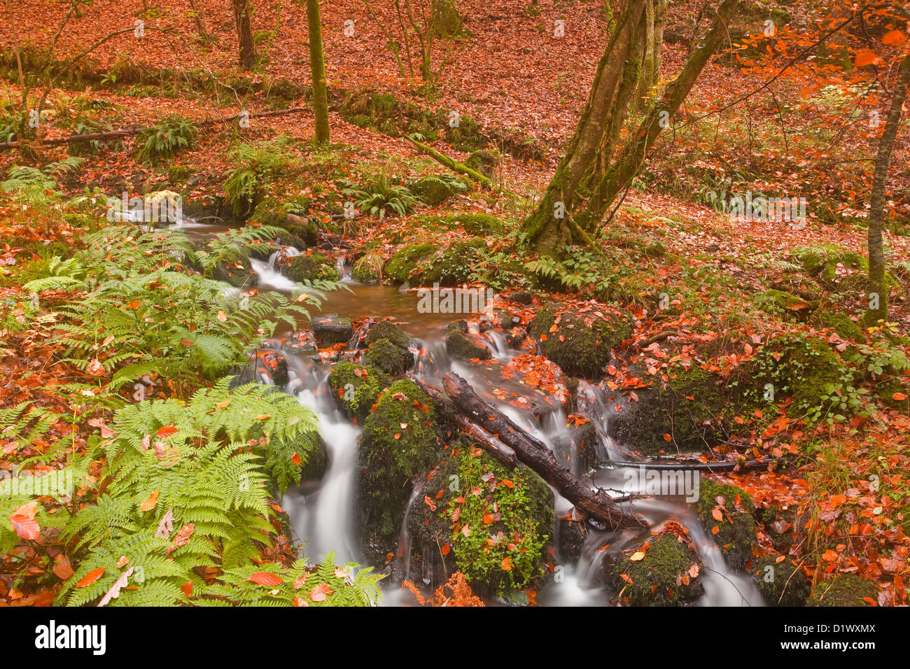 Fingle bridge hi-res stock photography and images - Alamy