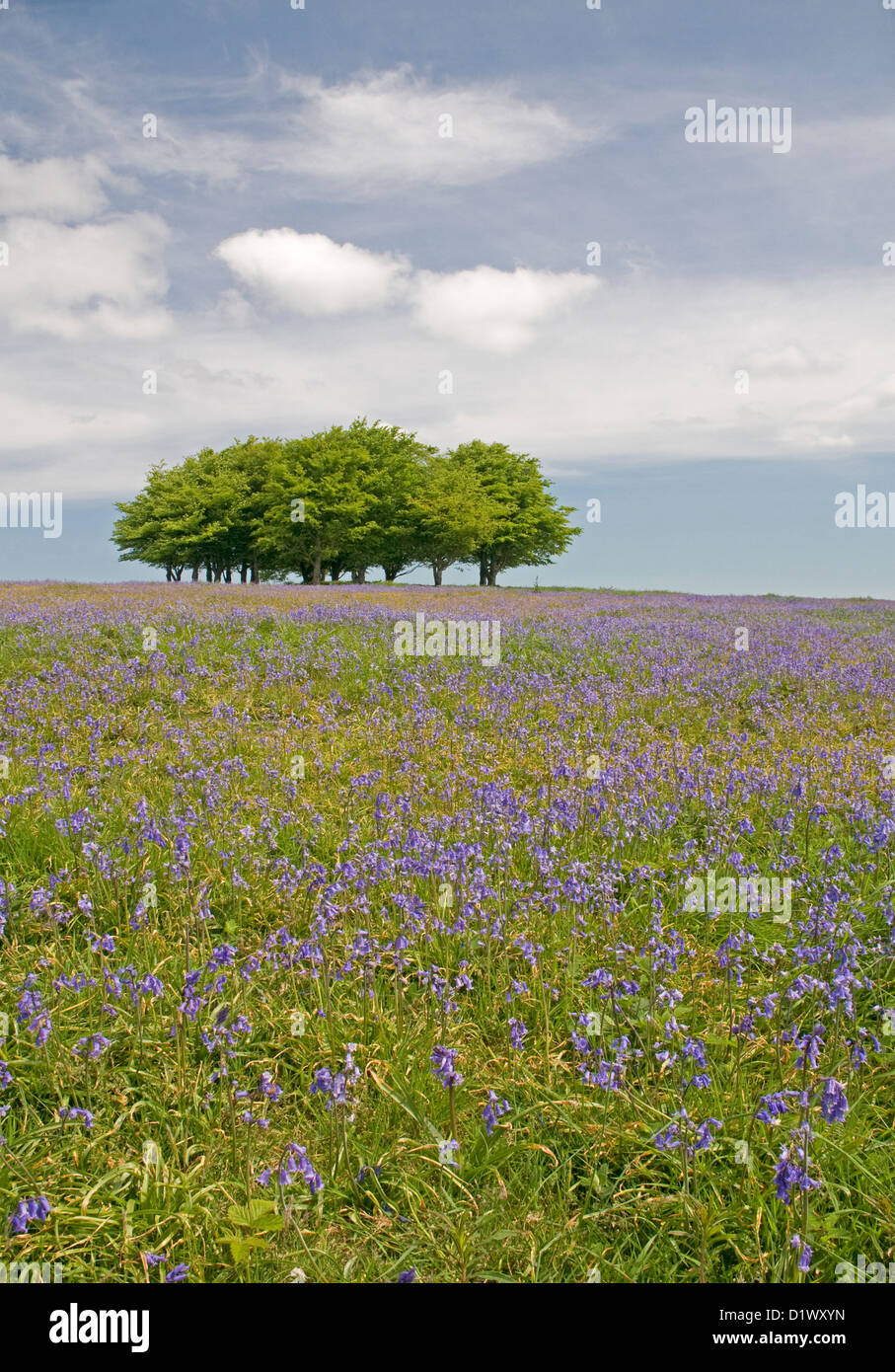 Bluebell hill hi-res stock photography and images - Alamy