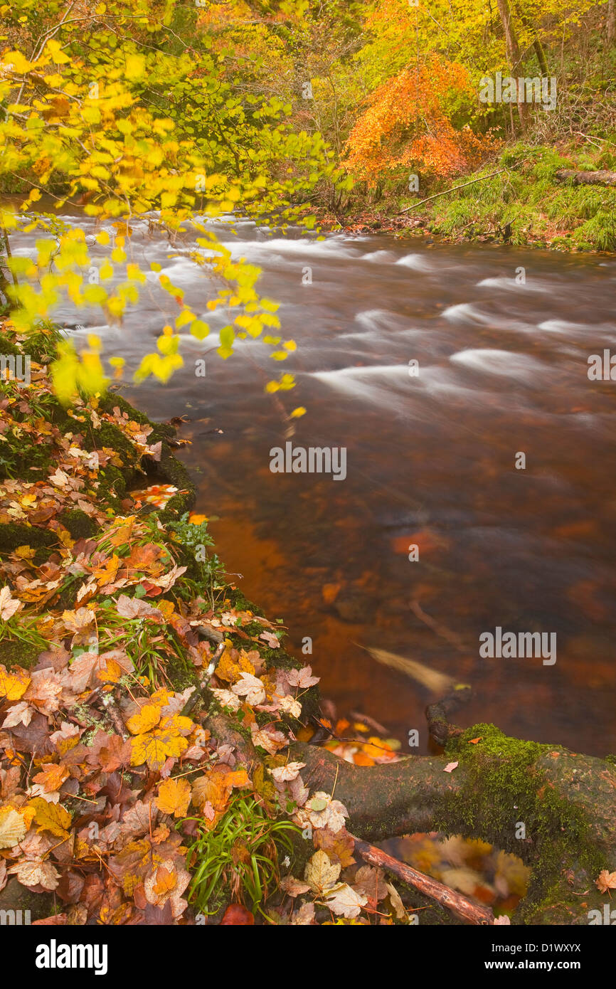 The river Teign near to Fingle Bridge surrounded by the beautiful ...