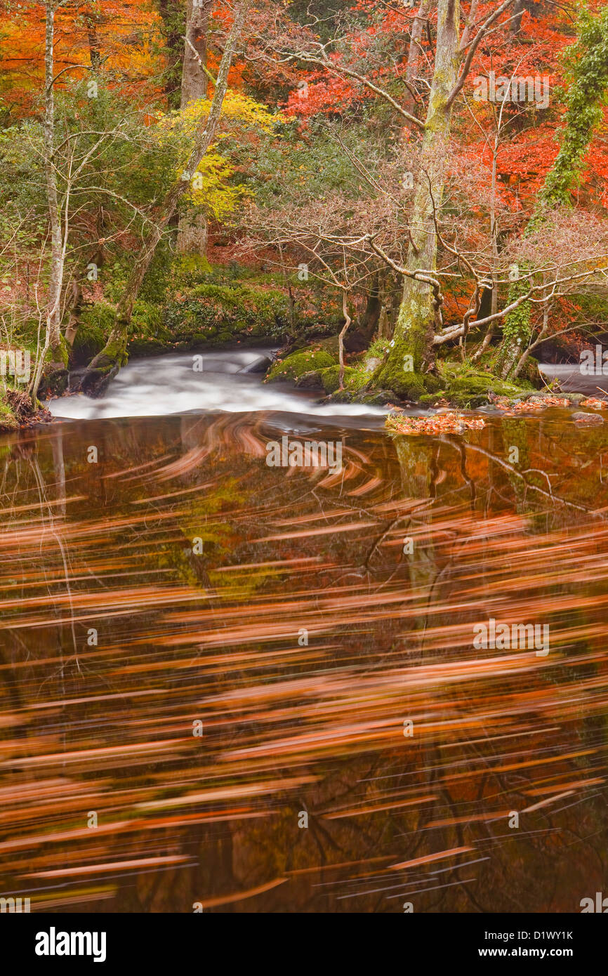 The river Teign near to Fingle Bridge surrounded by the beautiful ...