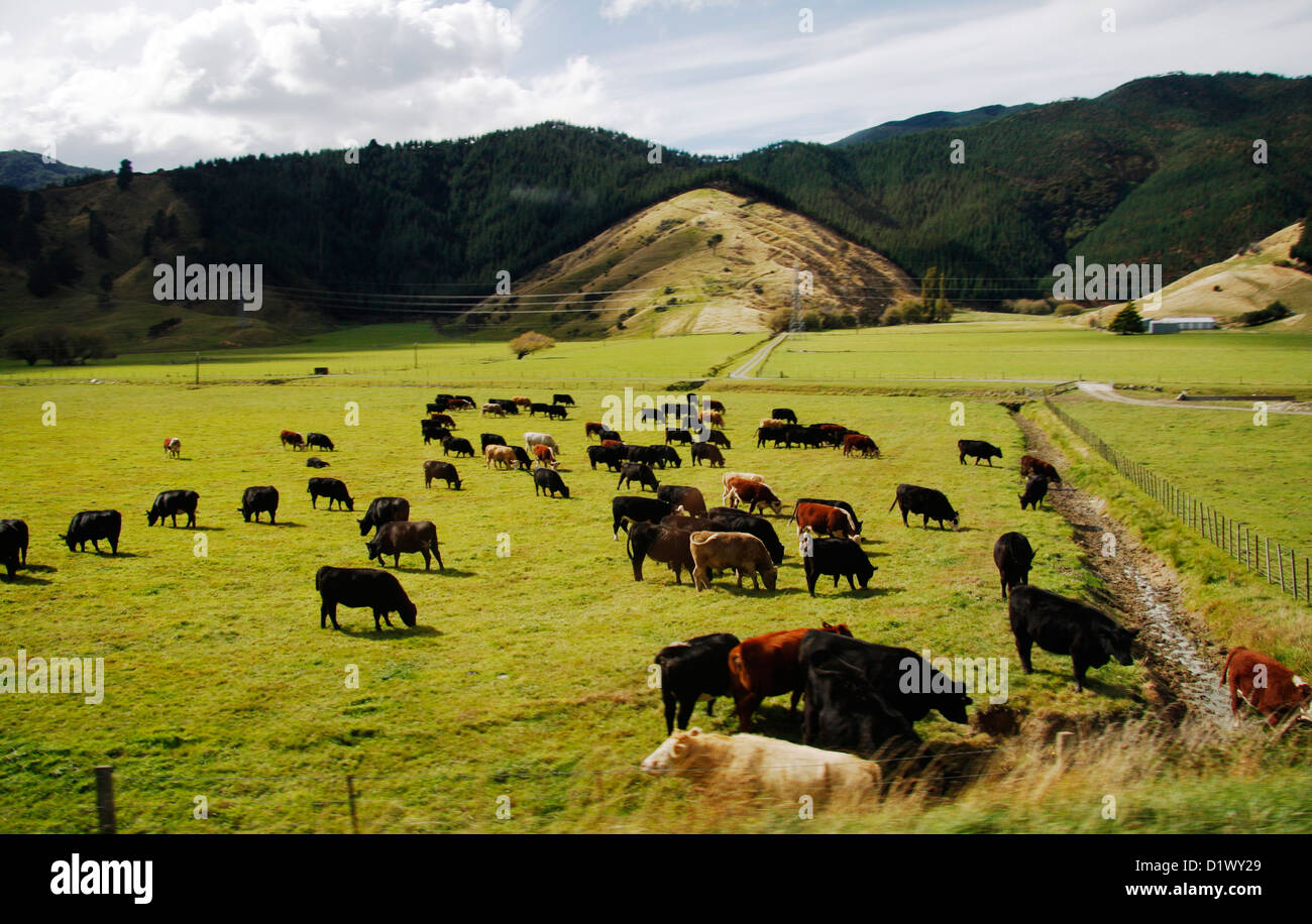 Cattle grazing farm land around Nelson Stock Photo - Alamy