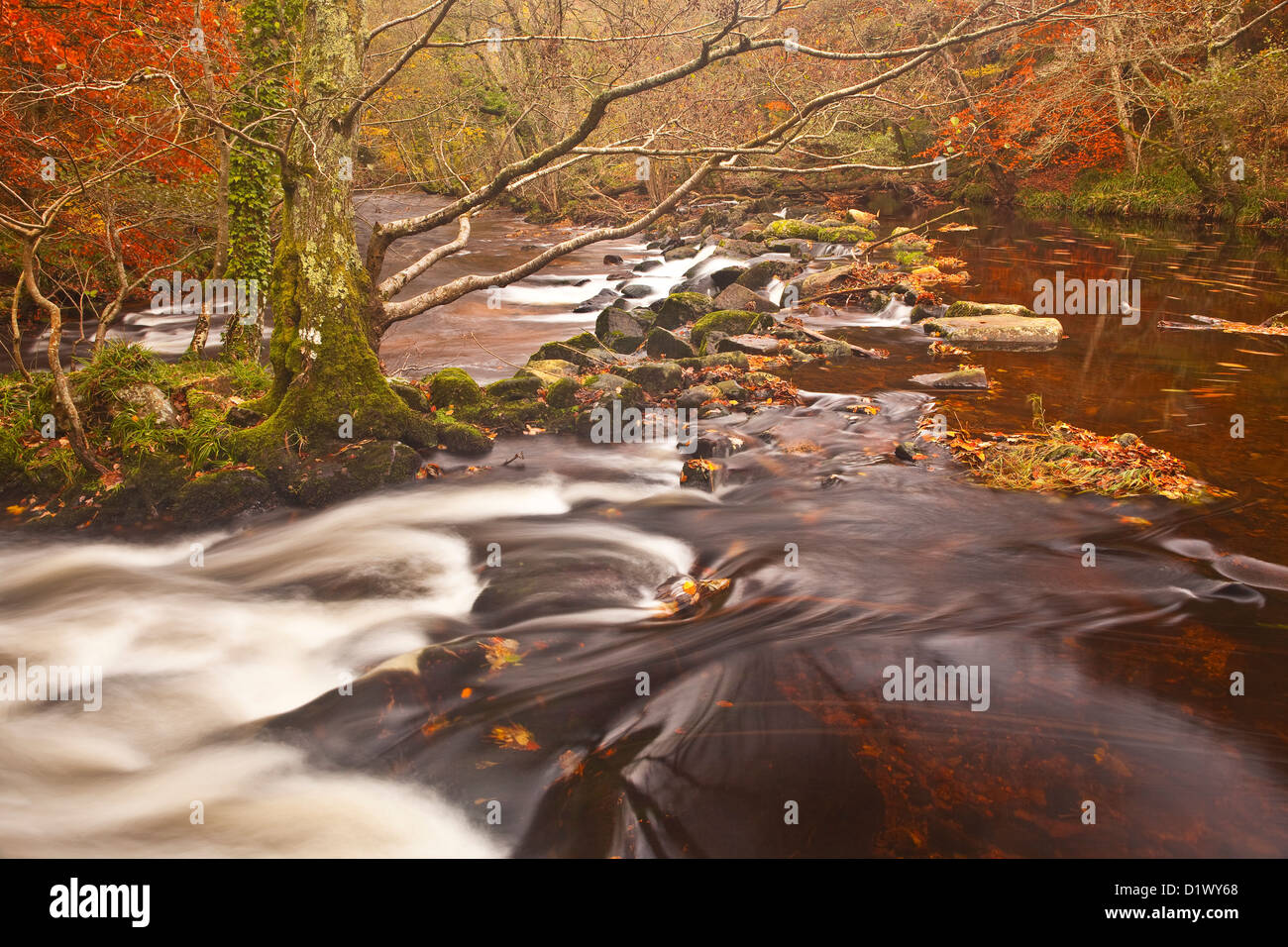 The river Teign near to Fingle Bridge surrounded by the beautiful ...