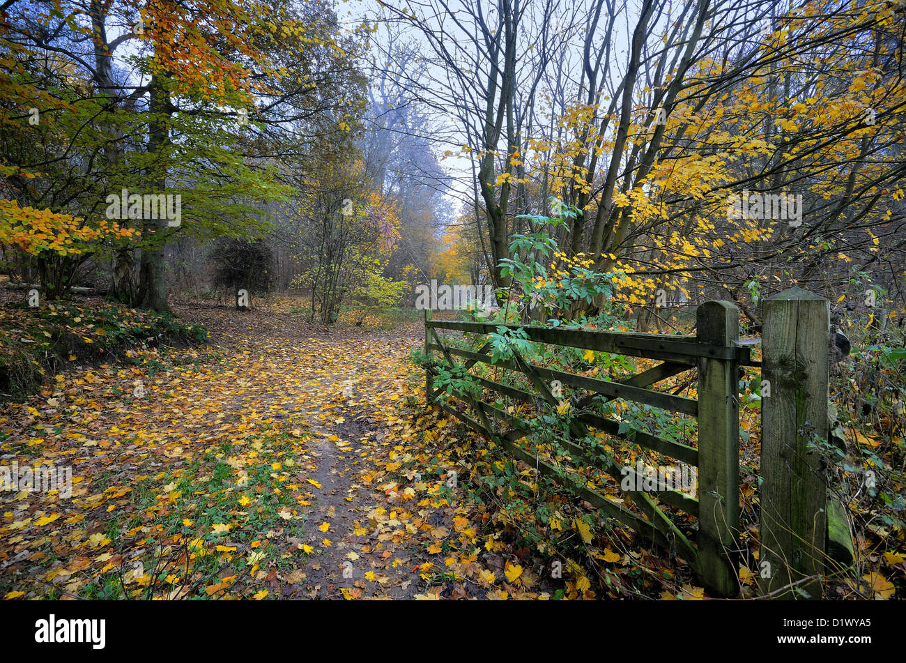 Autumnal woodland in the Surrey Hills Stock Photo - Alamy