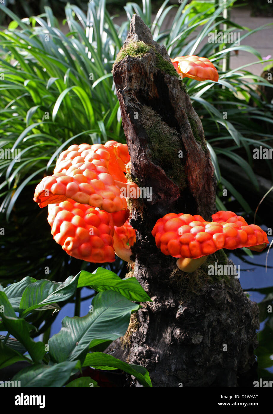 Giant Orange Bracket Fungi Sculptures by Emma Garofalo at Kew Gardens ...