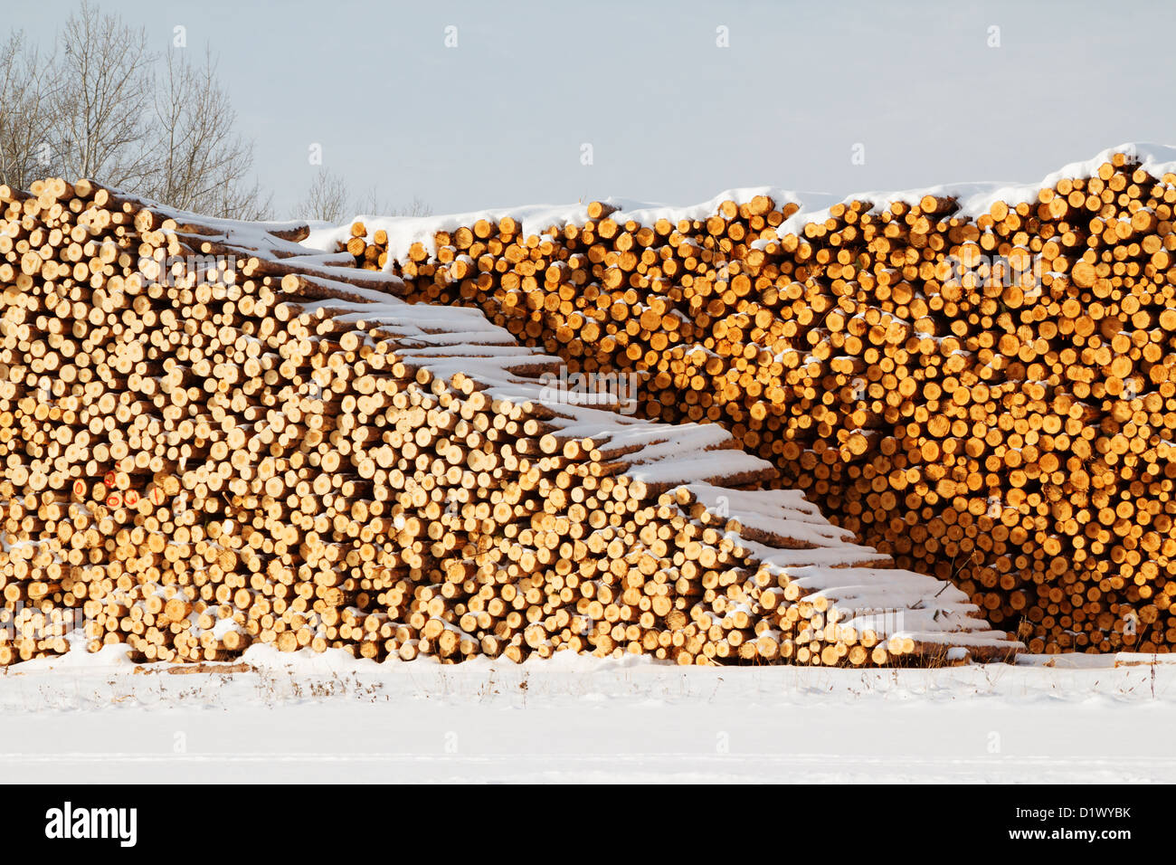 Winter cut timber - Northern Minnesota Stock Photo - Alamy