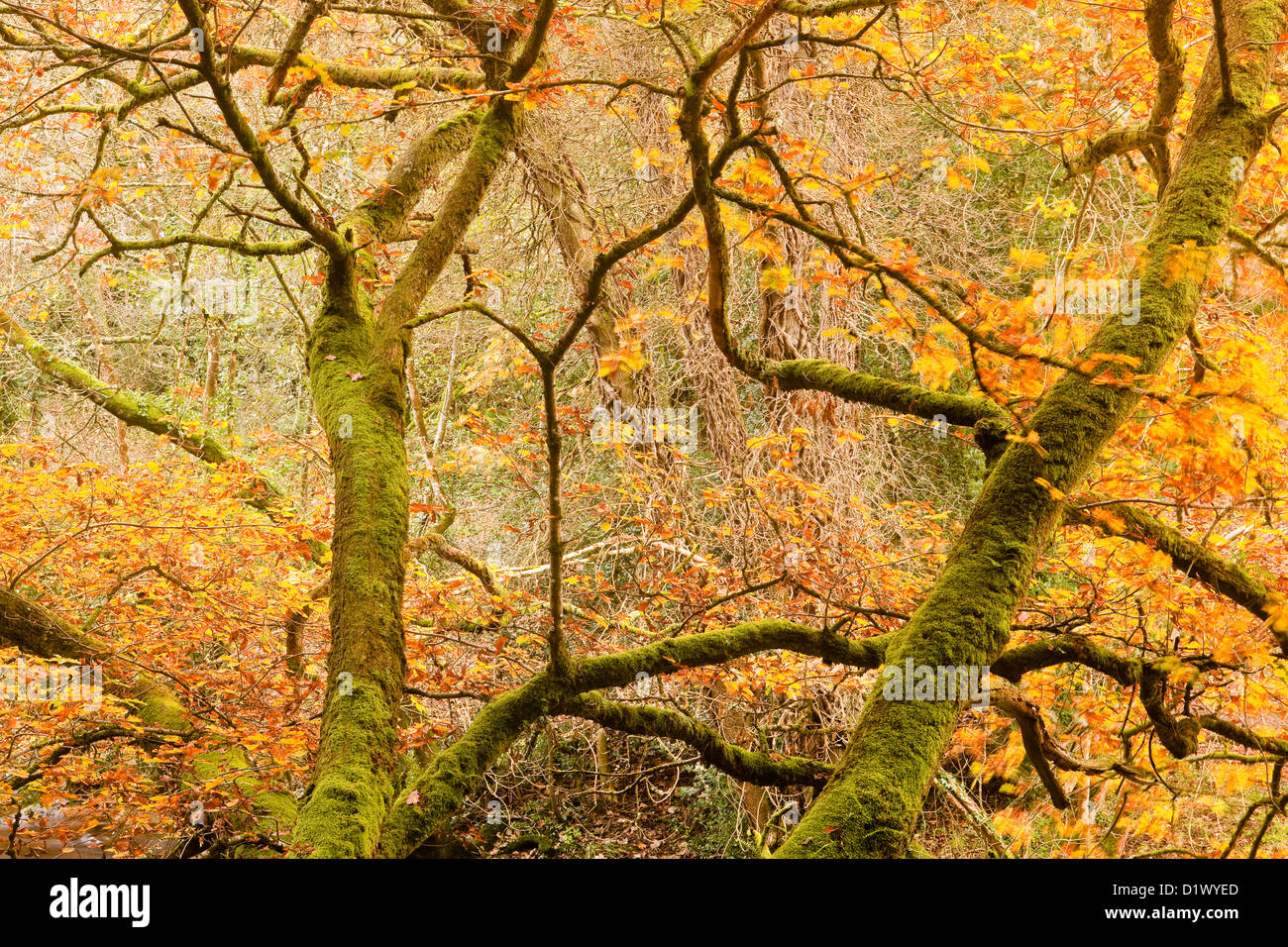 Golden colours in the woods around the river Teign and Fingle Bridge in ...