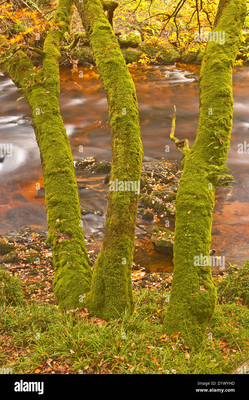 Golden colours in the woods around the river Teign and Fingle Bridge in ...