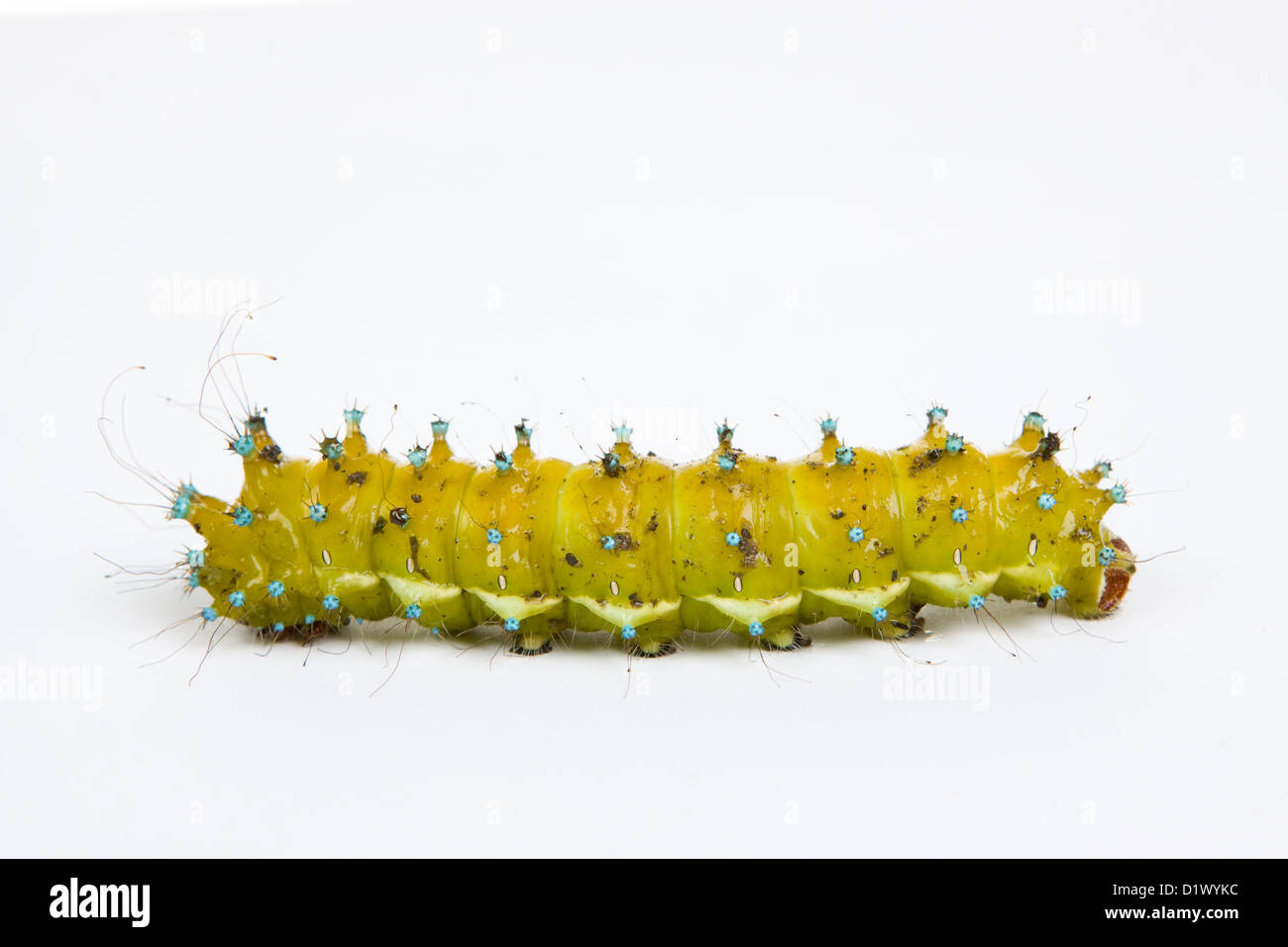 Caterpillar isolated on white background Stock Photo - Alamy