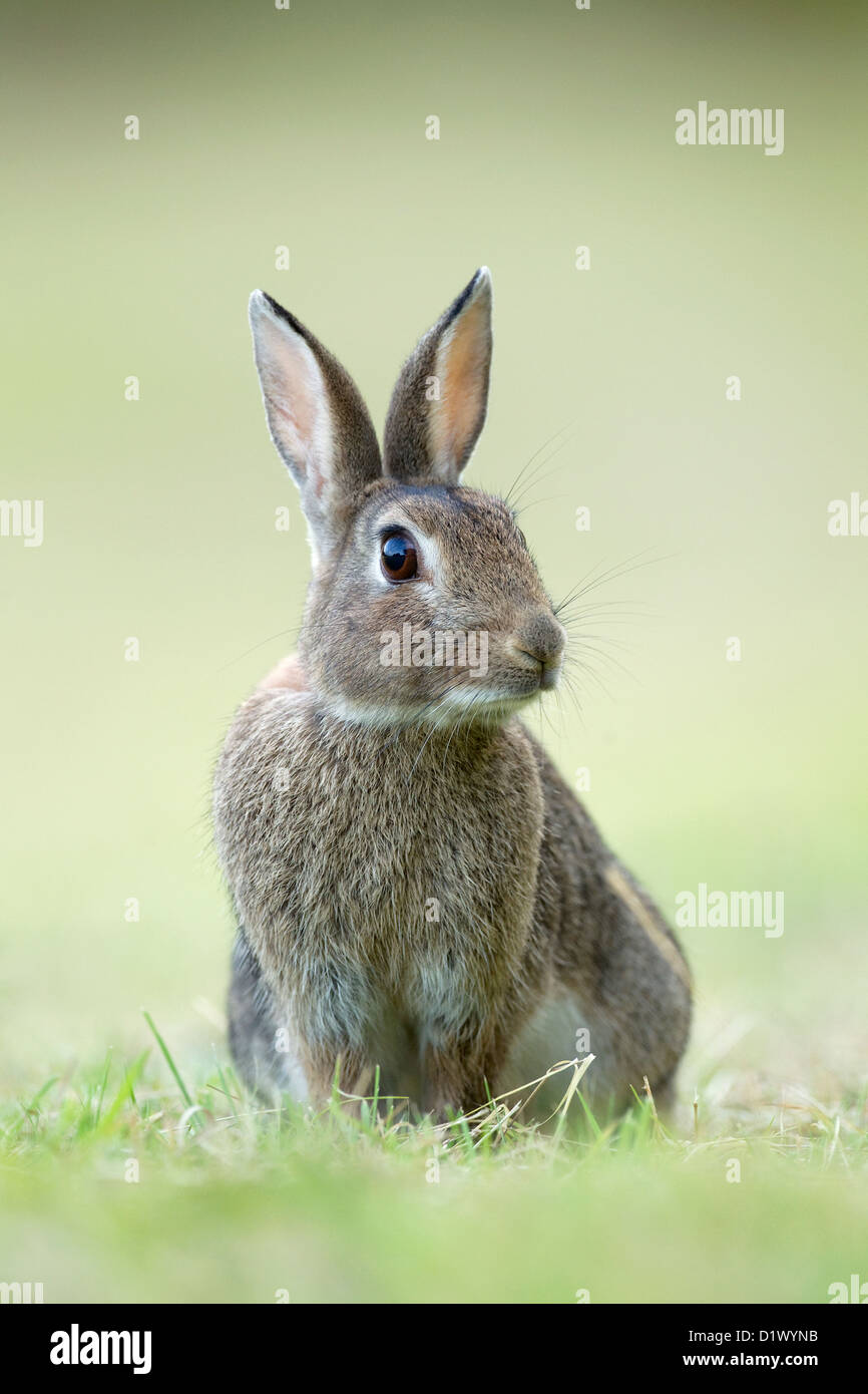 Rabbit hunting hi-res stock photography and images - Alamy