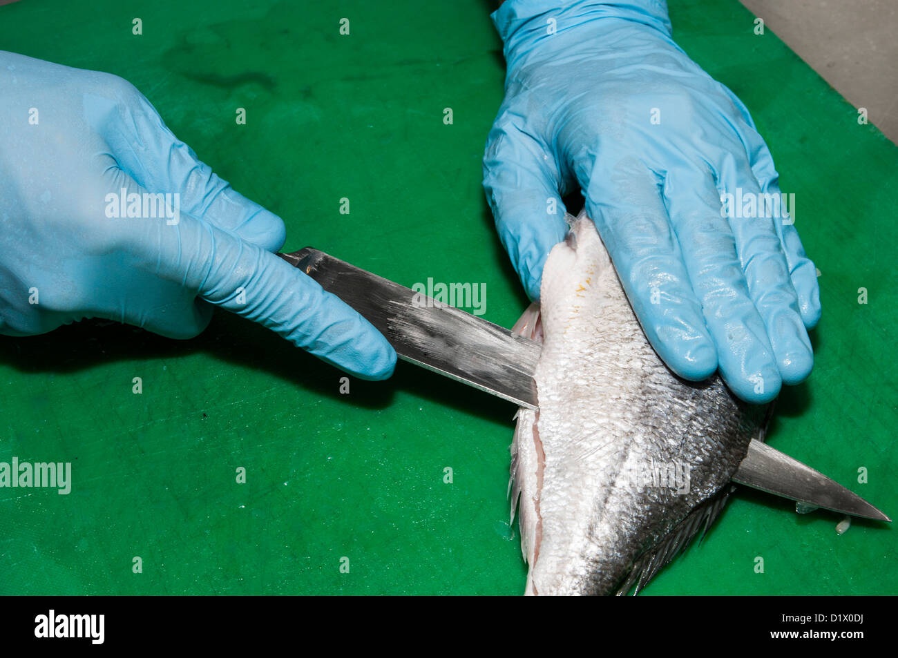 Fishery cutting hi-res stock photography and images - Alamy